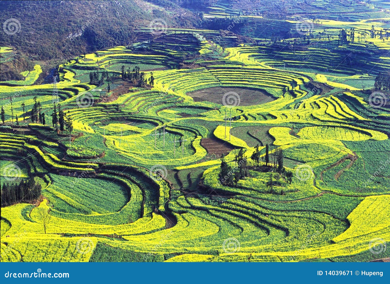 Campo de la rabina imagen de archivo. Imagen de agricultura - 14039671
