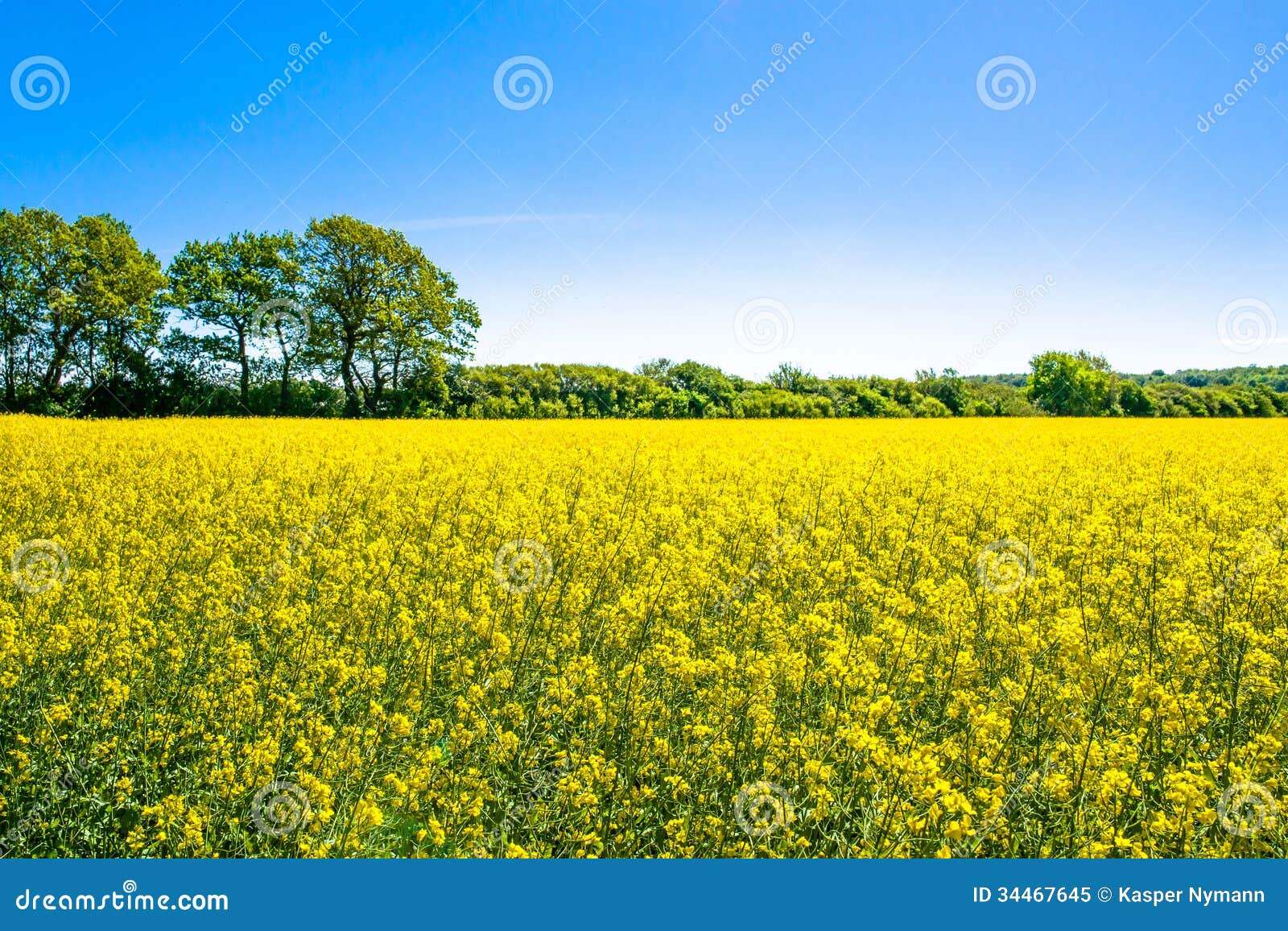 Campo de la rabina imagen de archivo. Imagen de agricultura - 34467645