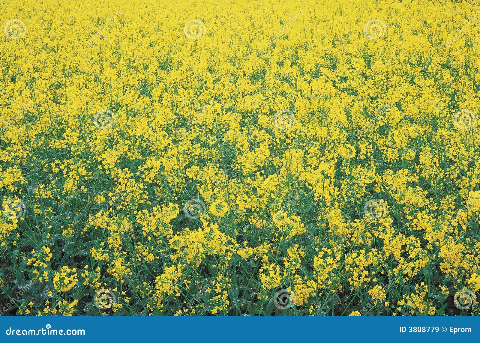 Campo de la rabina ilustración del vector. Ilustración de dorado - 3808779