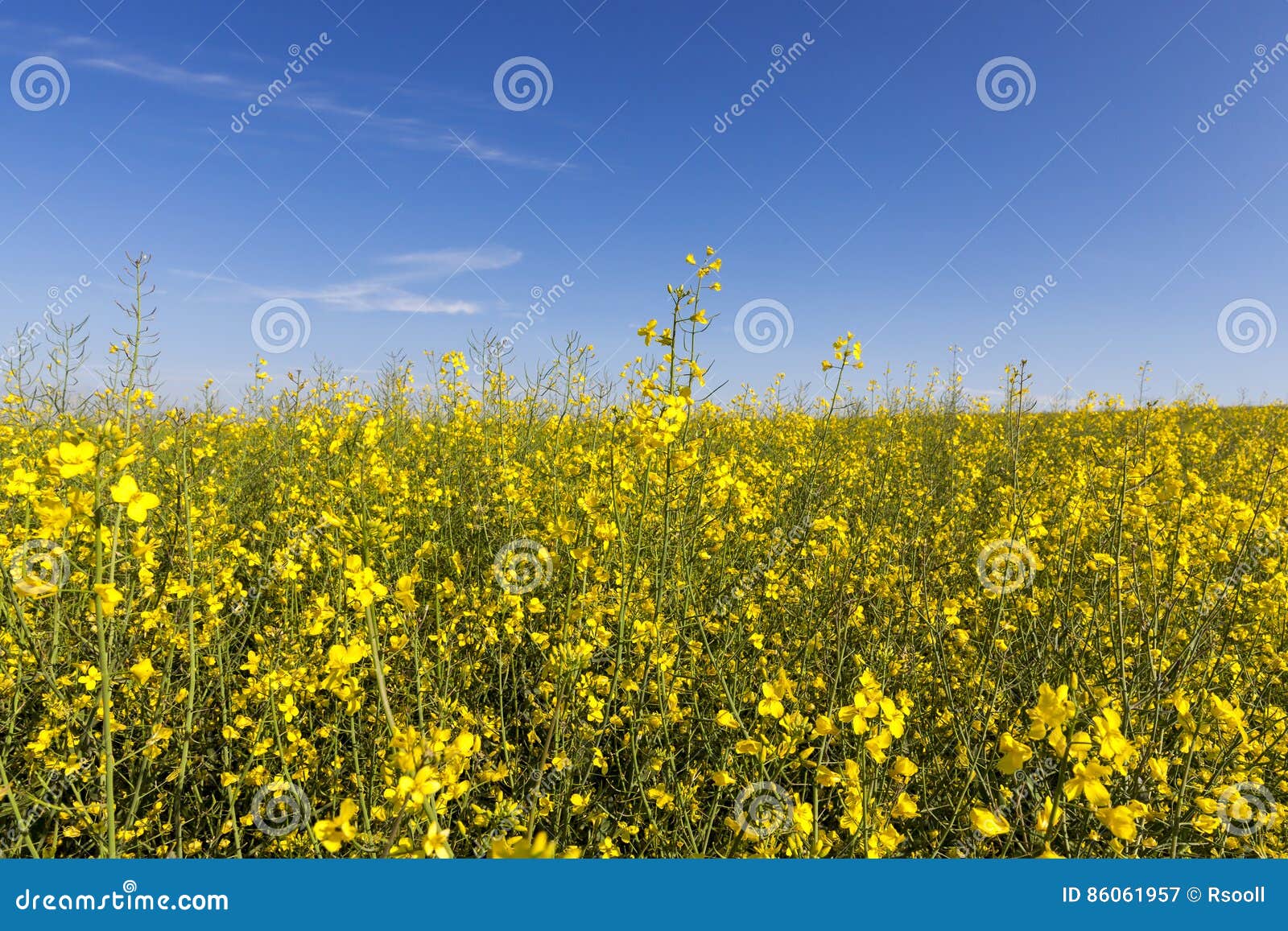 Campo de la rabina, primer imagen de archivo. Imagen de cultivado ...