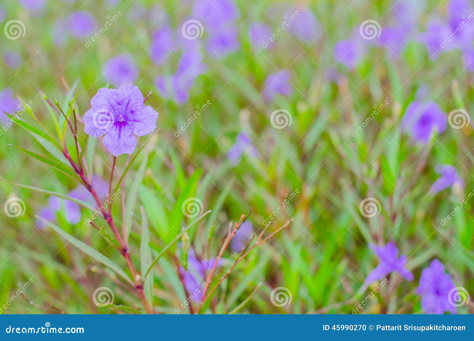 Campo De La Vaina Que Hace Estallar Foto de archivo - Imagen de vaina ...