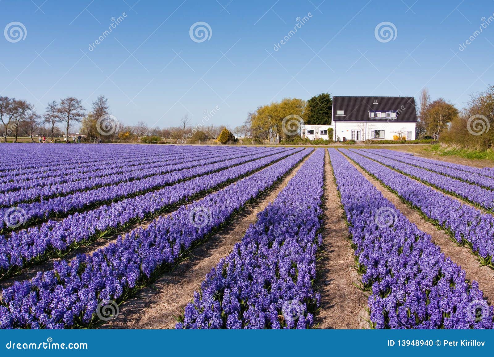 Campo De Las Flores Violetas - Hyacint Foto de archivo - Imagen de ...