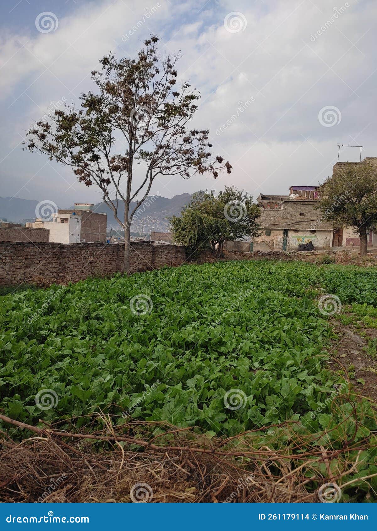 Campo De Las Frutas Frescas Foto de archivo - Imagen de flor, fresco ...