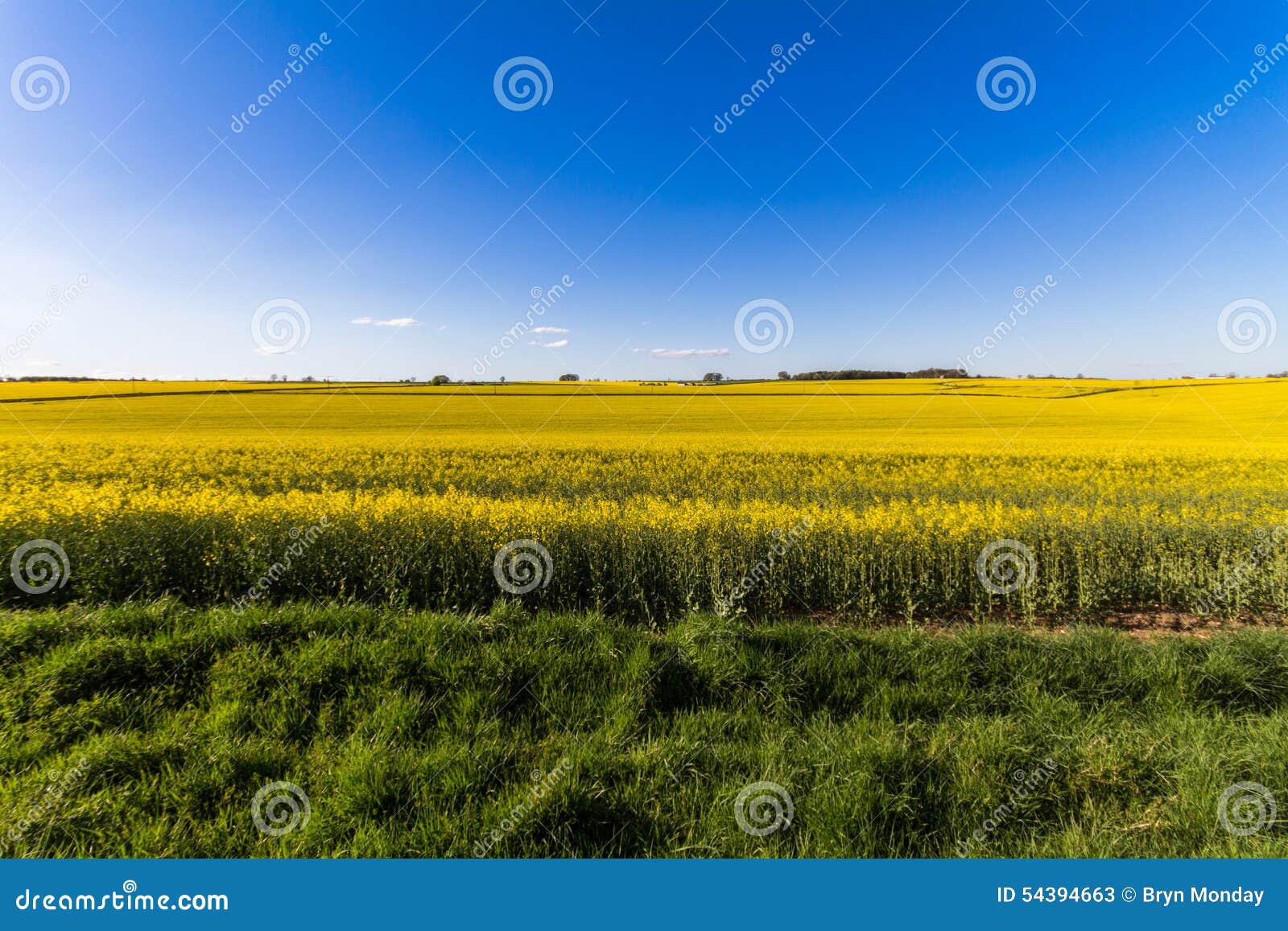 Campo De Las Plantas De La Rabina Imagen de archivo - Imagen de ...