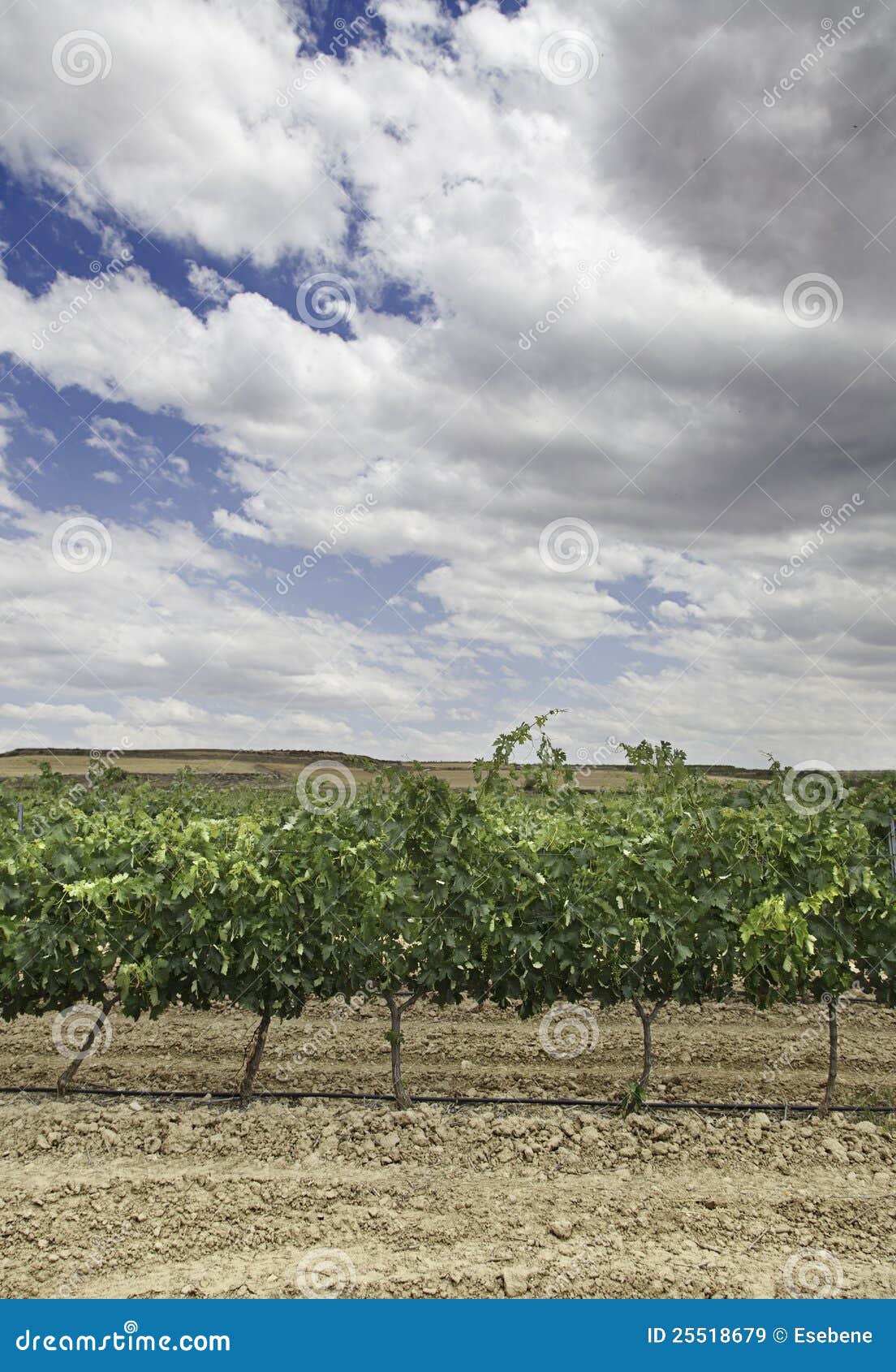 Campo De Las Vides a Crecer Imagen de archivo - Imagen de deslumbrar ...