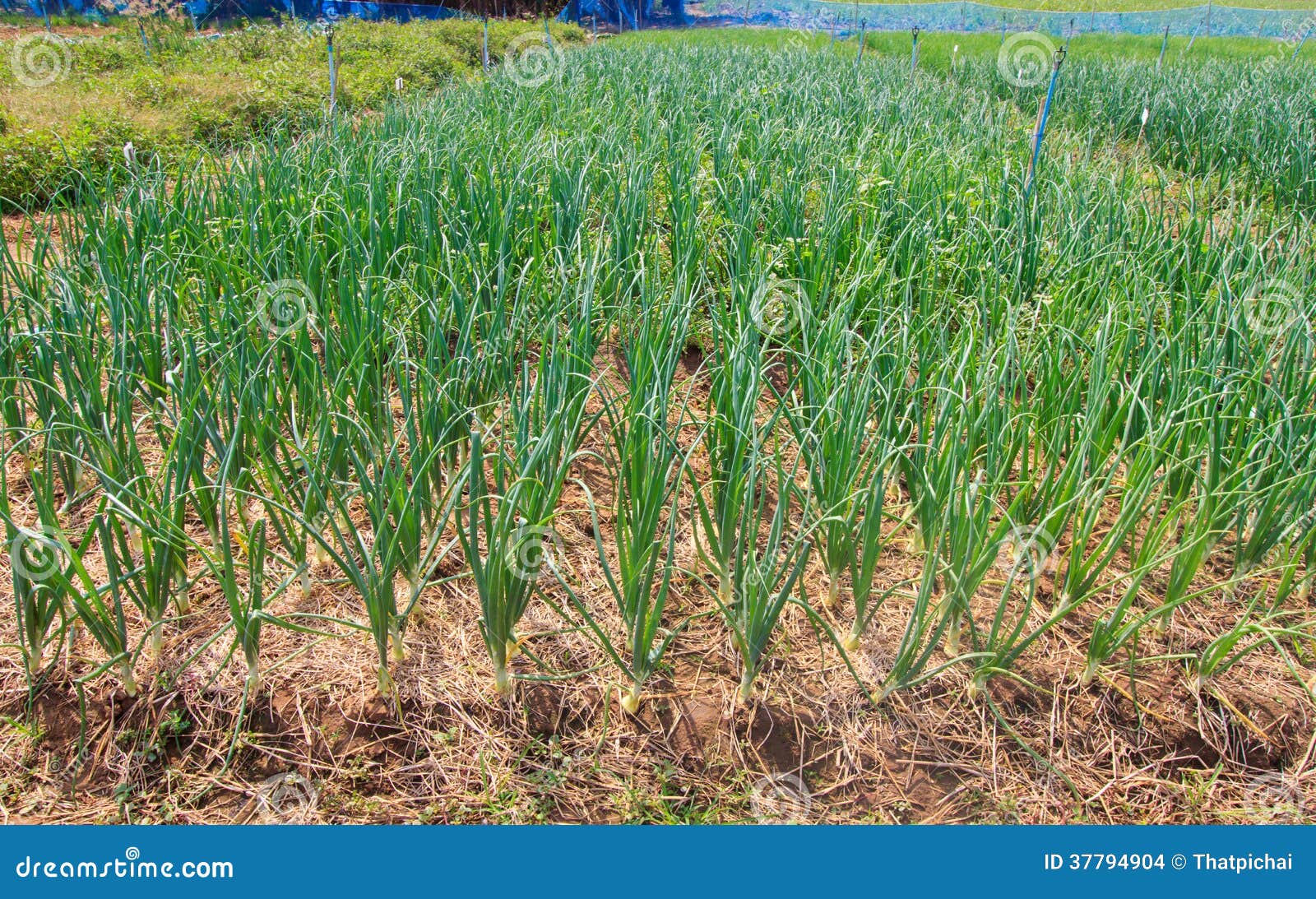 Campo de los chalotes foto de archivo. Imagen de cubo - 37794904