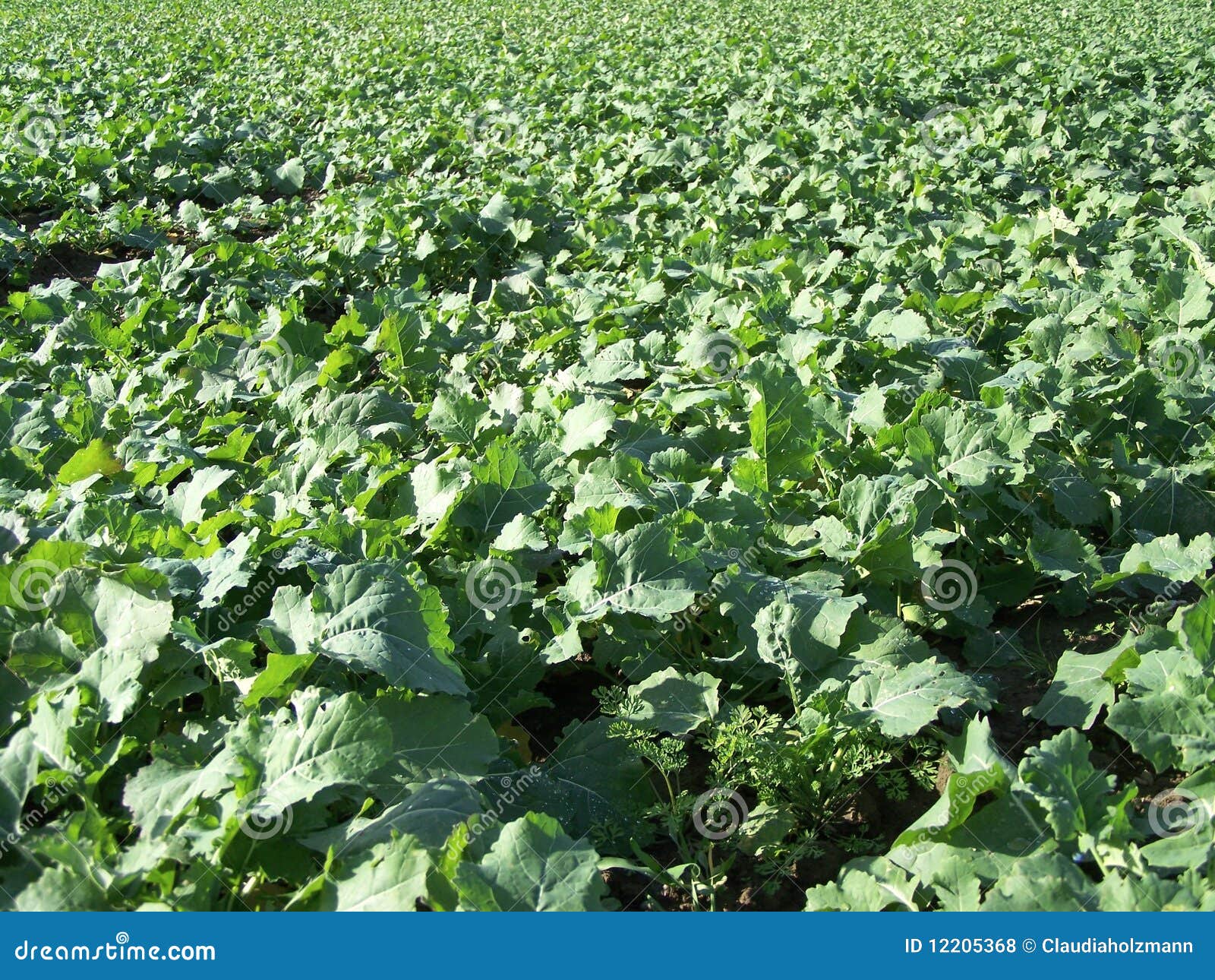 Campo de los colinabos foto de archivo. Imagen de campo - 12205368