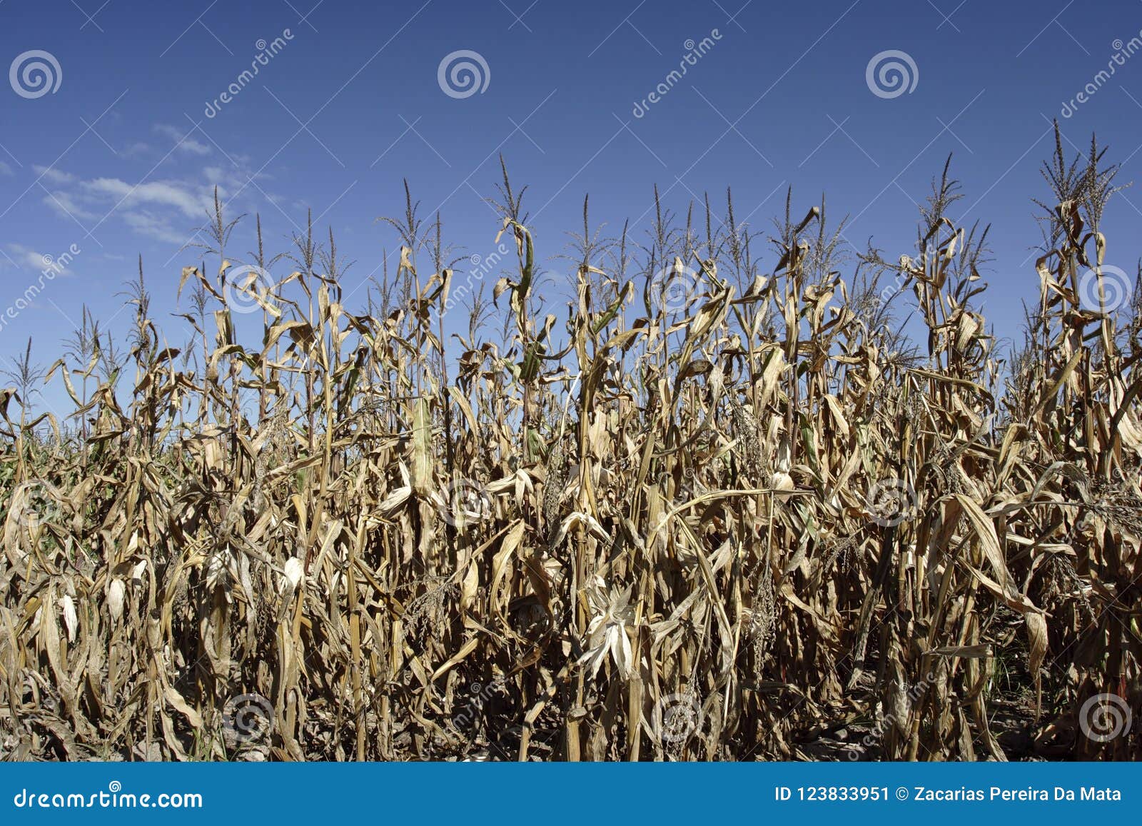 Campo de maíz seco imagen de archivo. Imagen de mazorca - 123833951