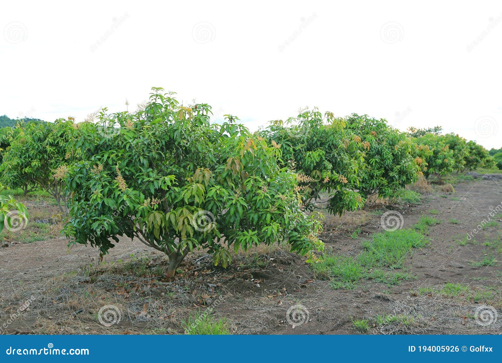 Campo De Mango En Crecimiento En El Valle De Tailandia Foto de archivo ...