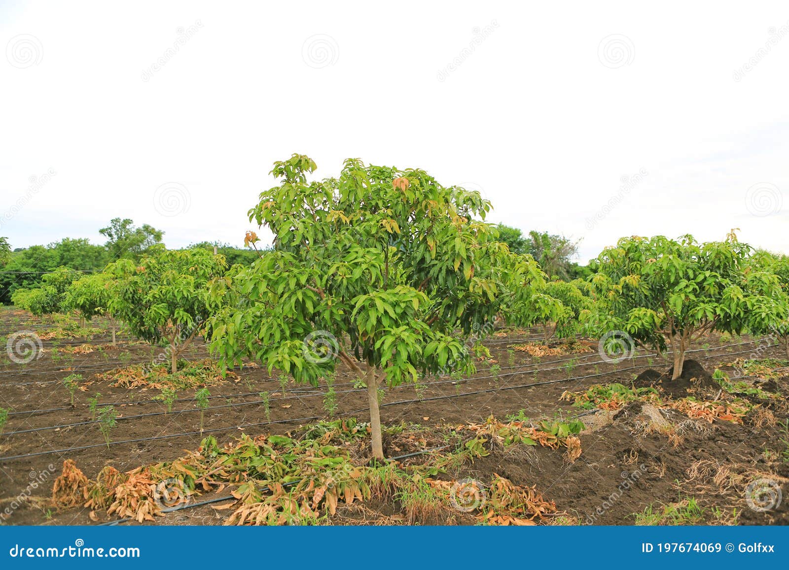 Campo De Mango En Crecimiento En El Valle De Tailandia Imagen de ...