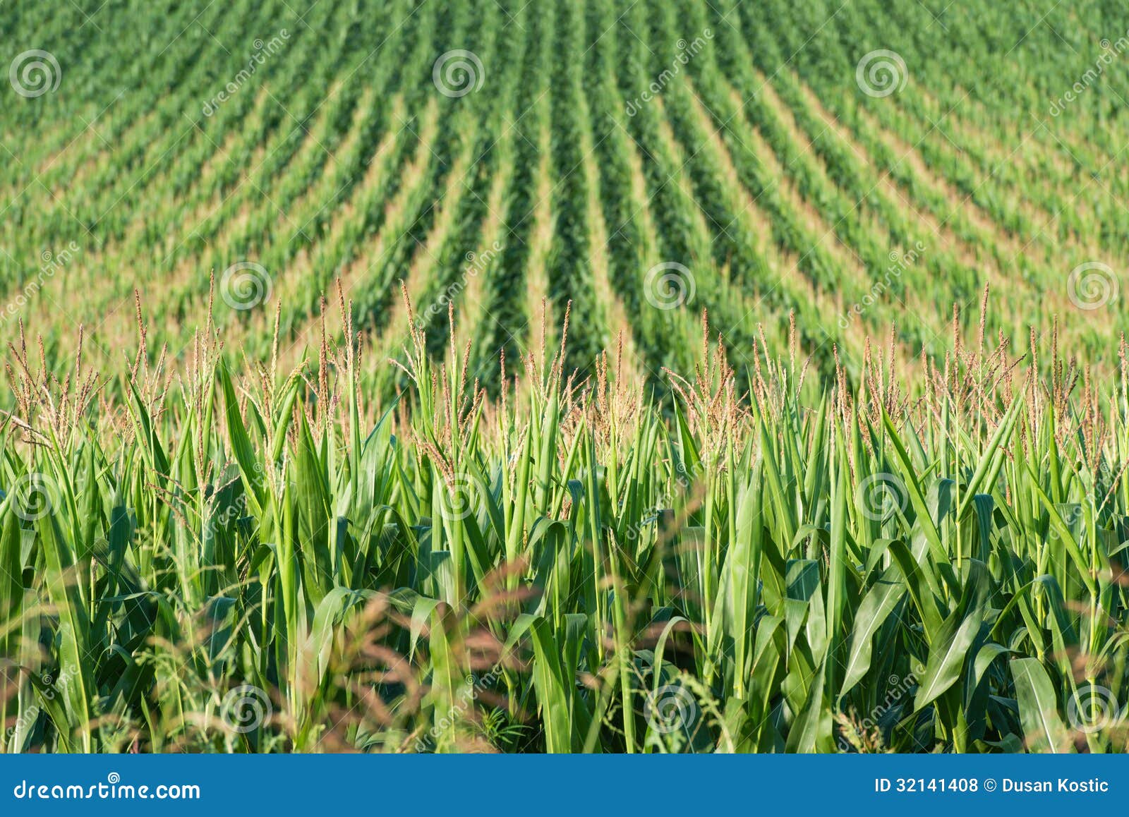 Campo de maíz verde foto de archivo. Imagen de fila, resorte - 32141408