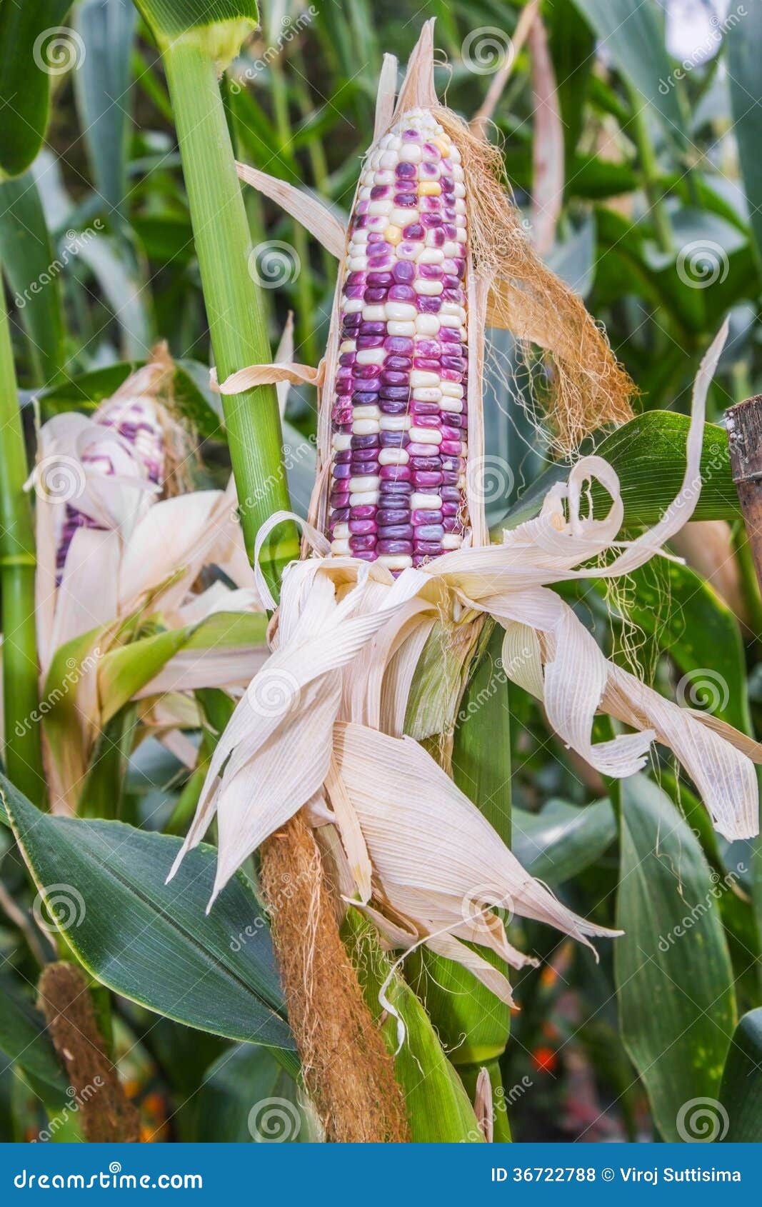 Campo de milho indiano. foto de stock. Imagem de cores - 36722788