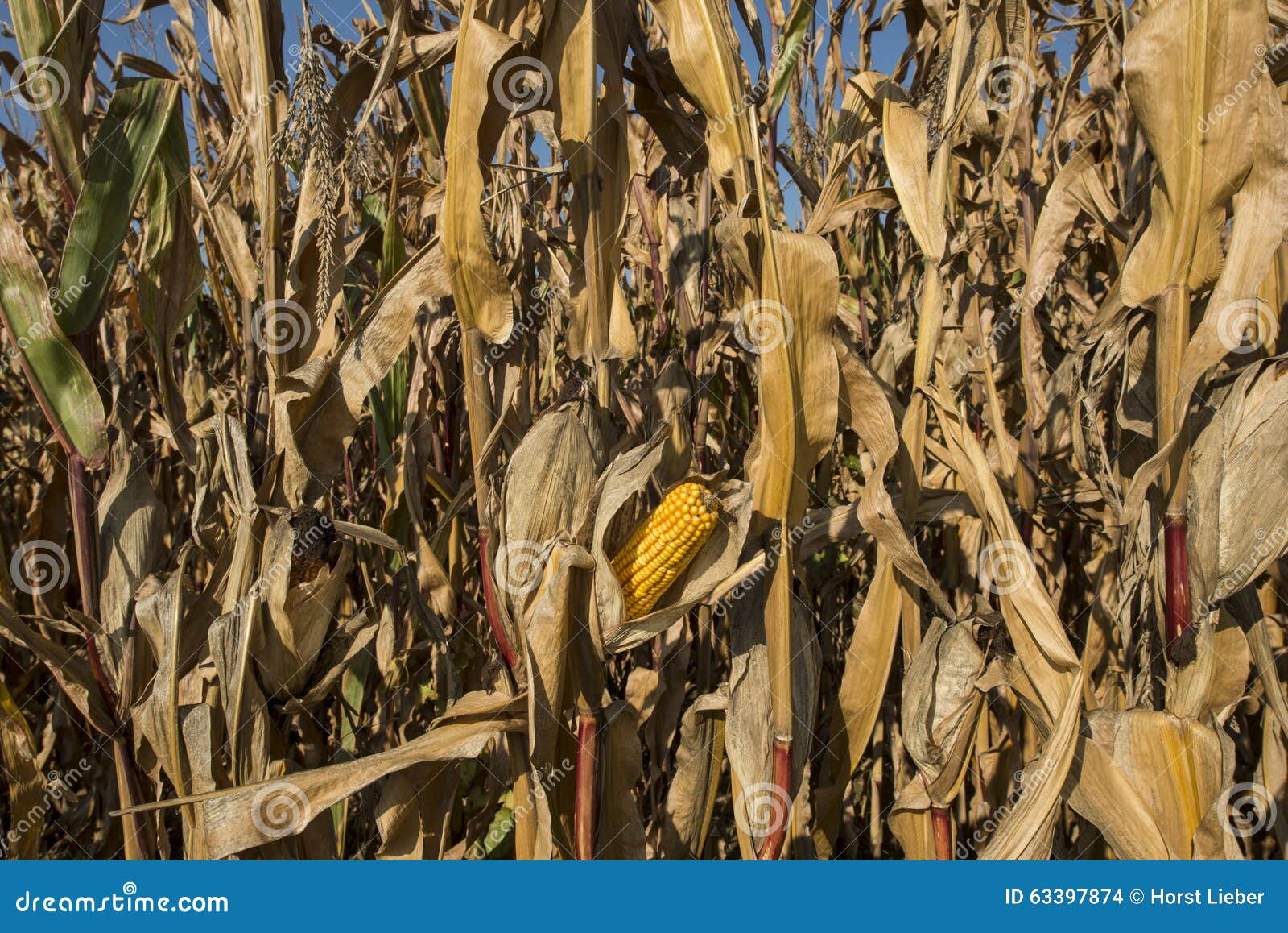 Campo de milho seco foto de stock. Imagem de seco, campos - 63397874