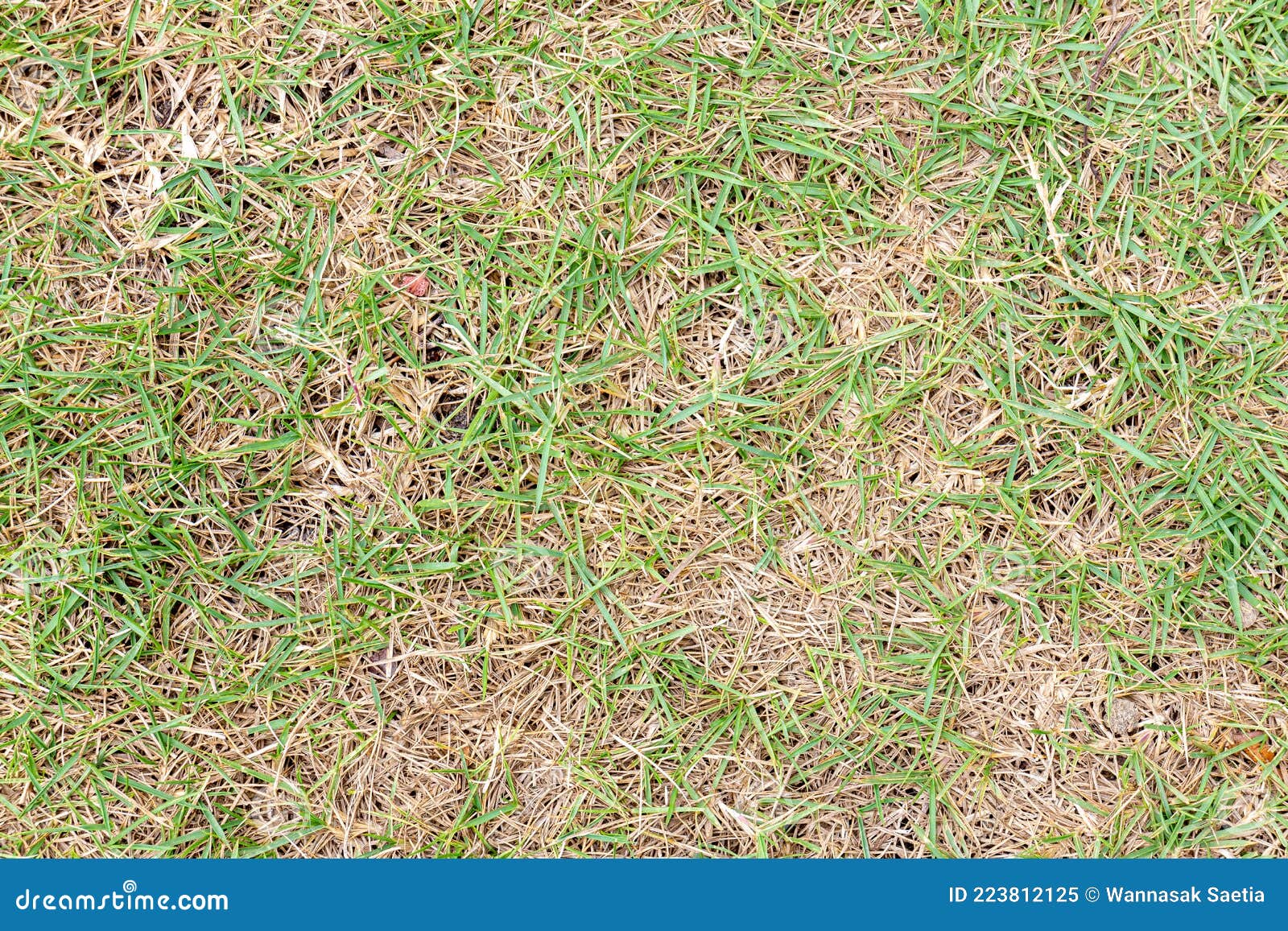 Campo De Pasto Corto Con Hoja Seca Imagen de archivo - Imagen de ...
