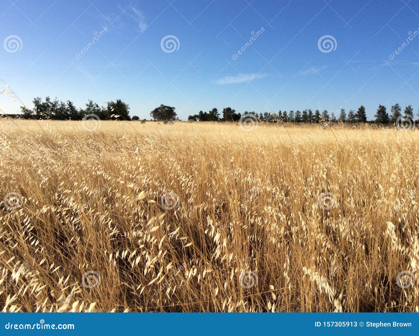 Campo de pasto seco imagen de archivo. Imagen de hierba - 157305913