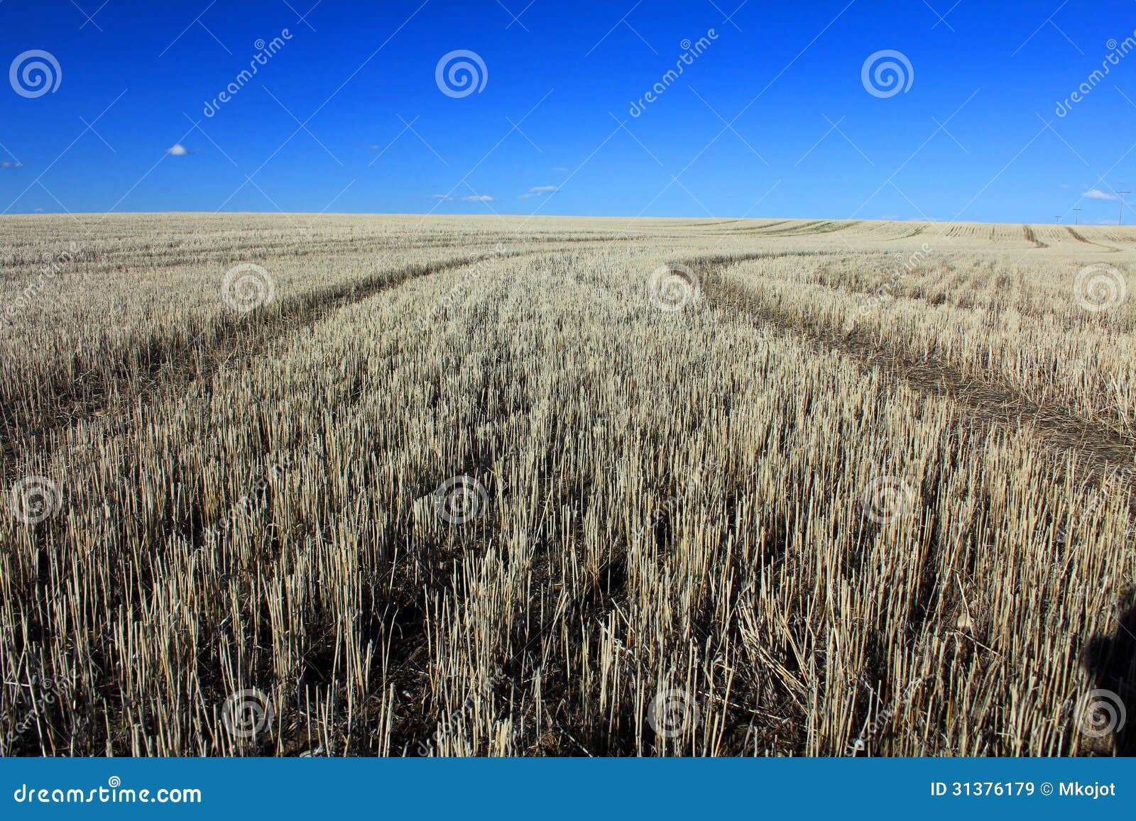 Campo de rastrojo imagen de archivo. Imagen de rastrojo - 31376179