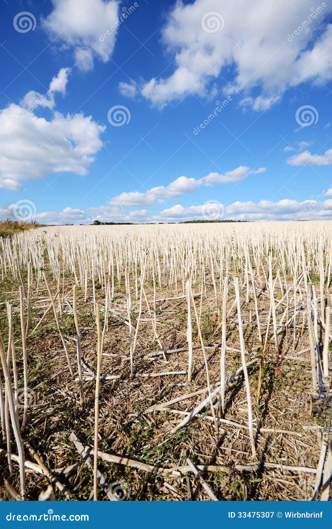 Campo de rastrojo imagen de archivo. Imagen de agricultura - 33475307