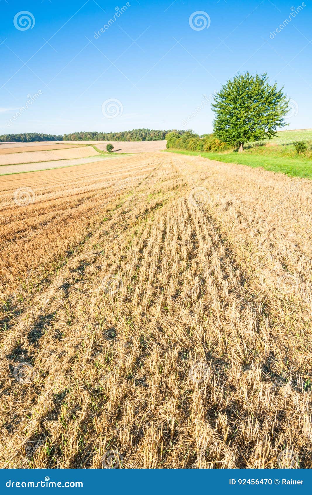 Campo de rastrojo foto de archivo. Imagen de cultive - 92456470