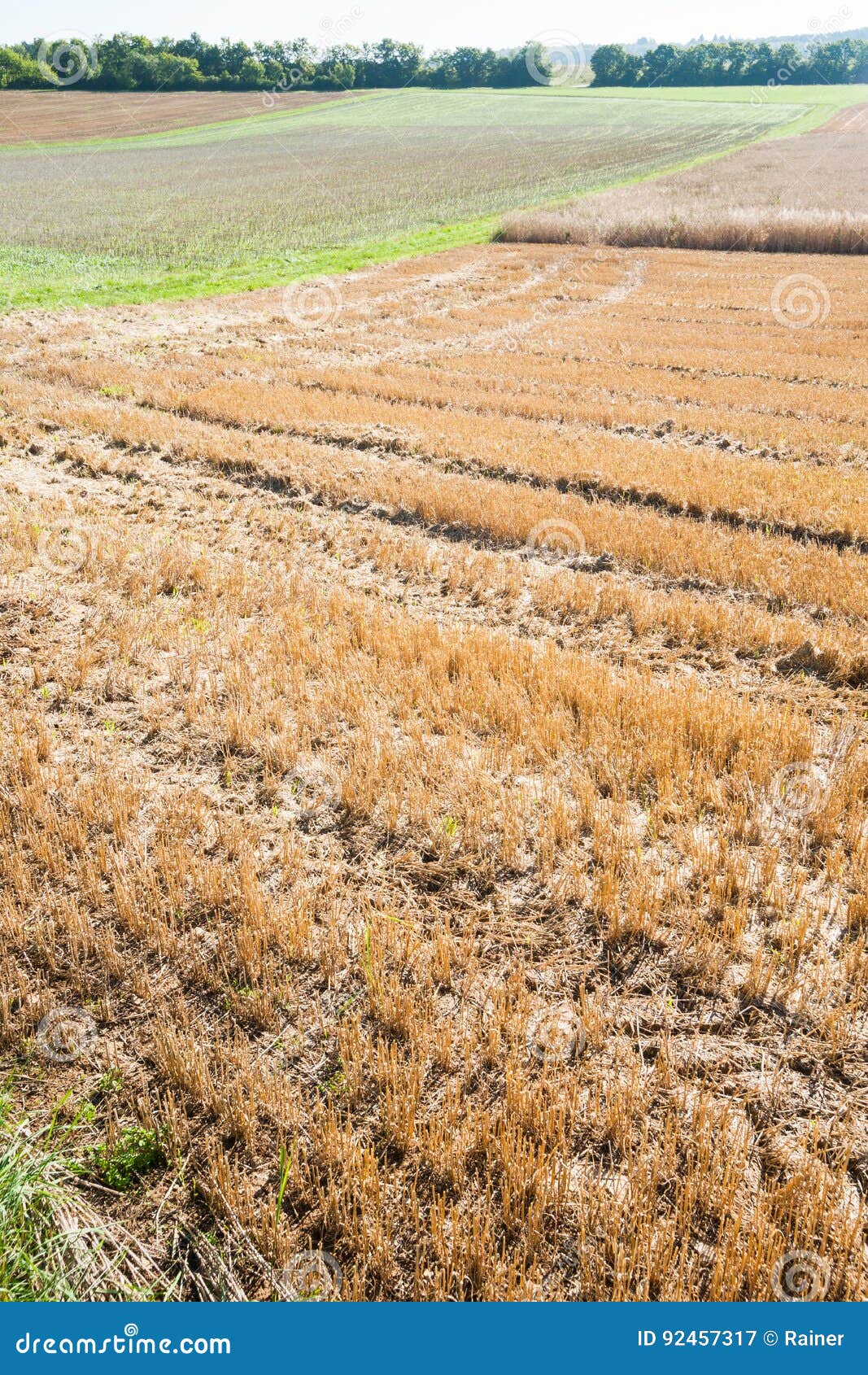 Campo de rastrojo imagen de archivo. Imagen de tallo - 92457317
