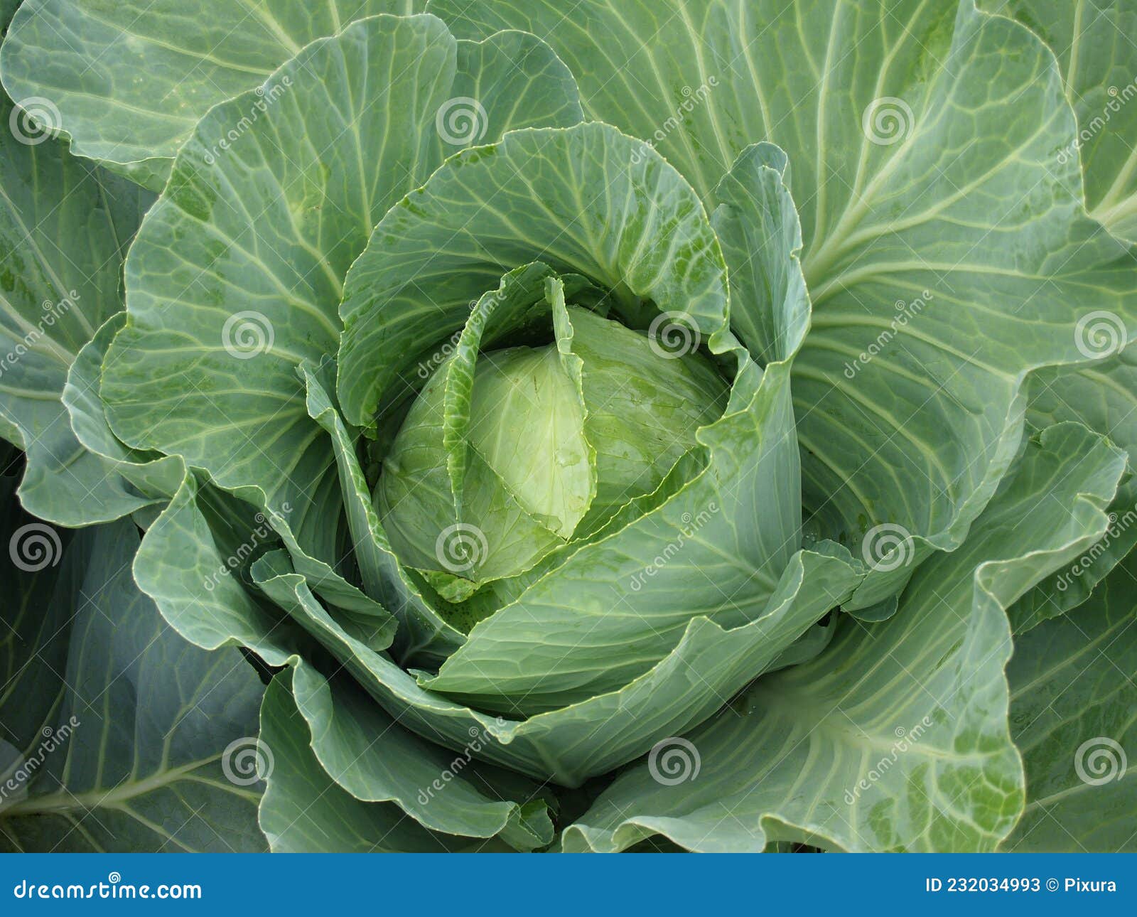 Campo de repolho branco imagem de stock. Imagem de nave - 232034993