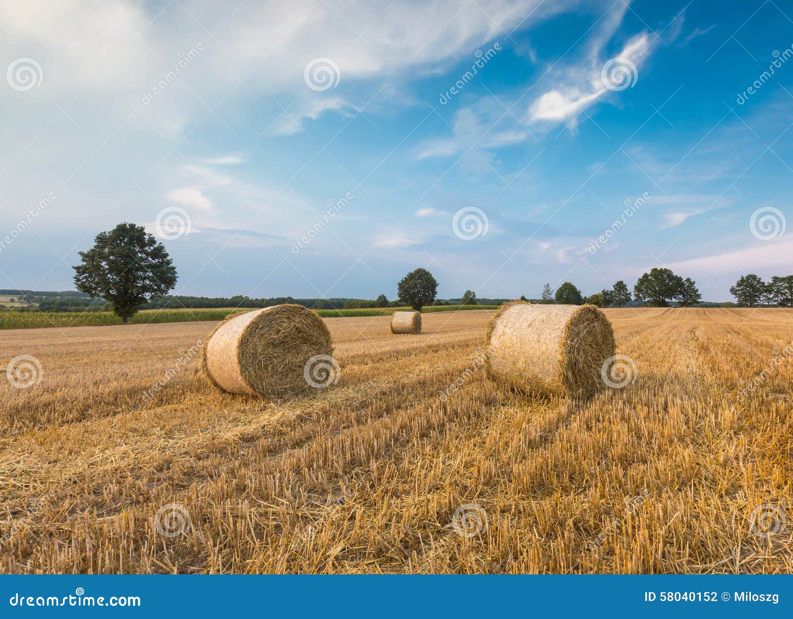 Campo De Restolho Com Pacotes Da Palha Foto de Stock - Imagem de ...