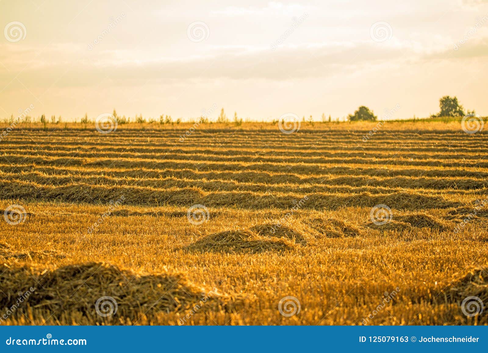 Campo De Restolho Com Palha Imagem de Stock - Imagem de amarelo ...