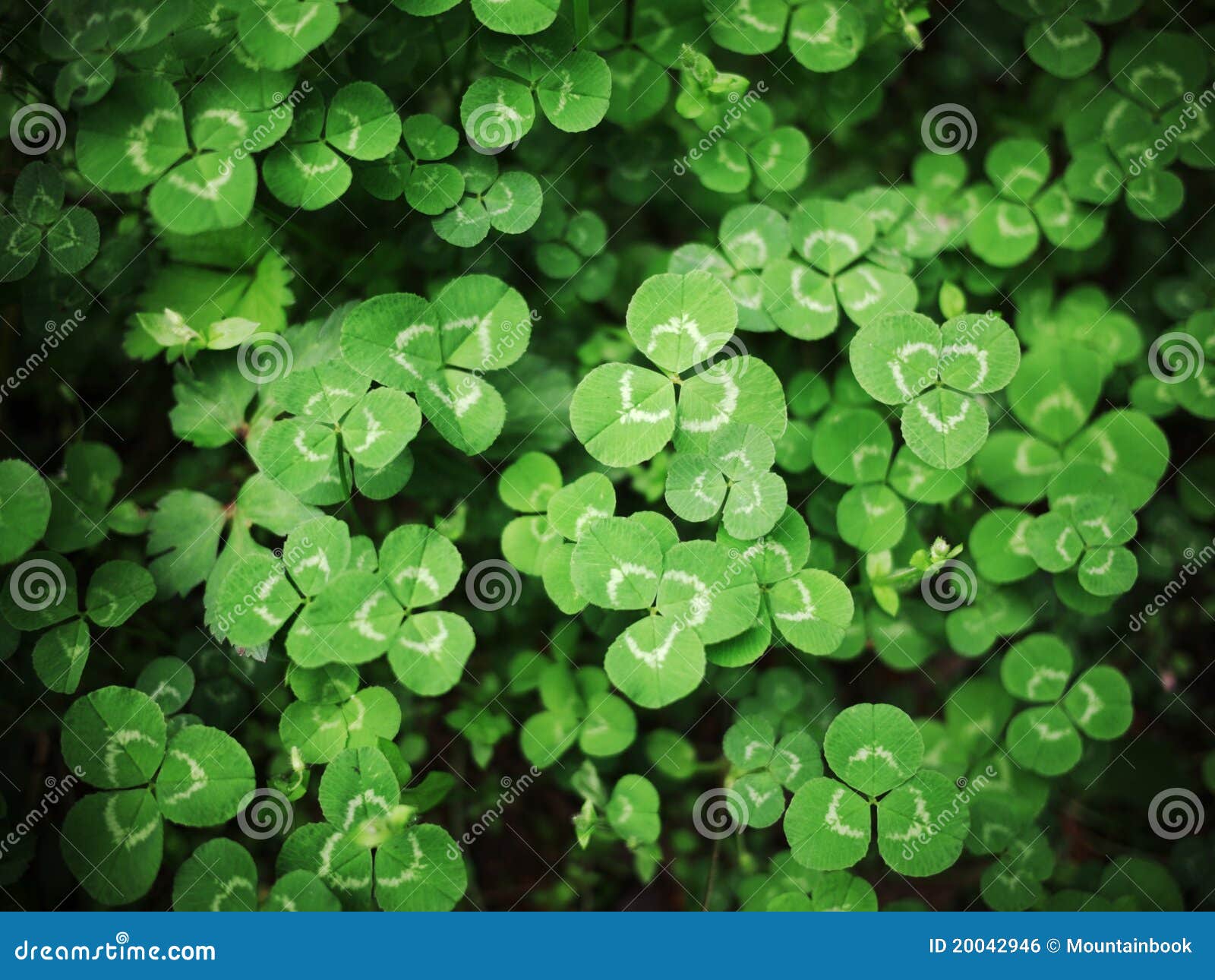 Campo de tréboles foto de archivo. Imagen de hojas, hierba - 20042946