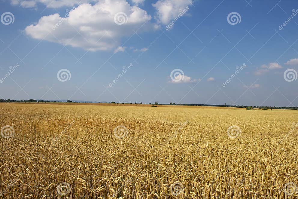 Campo de trigo. imagen de archivo. Imagen de verano, bala - 13484281