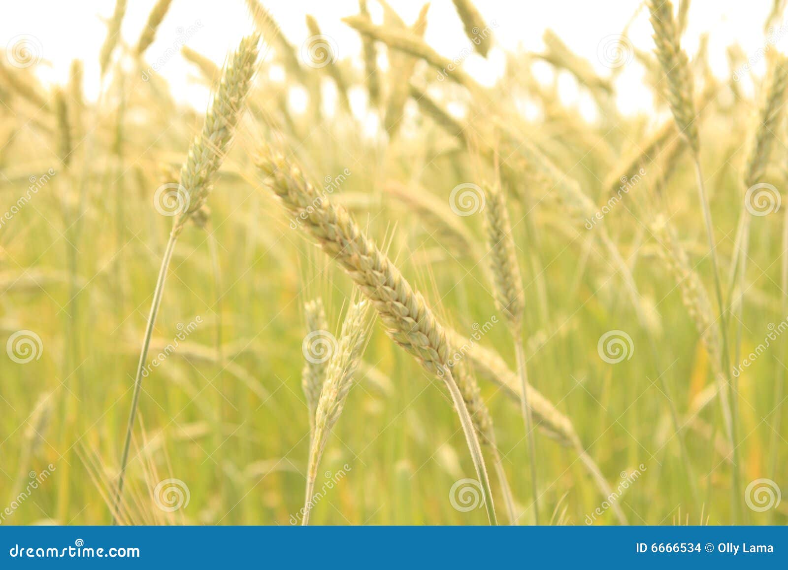Campo de trigo foto de archivo. Imagen de granjero, grano - 6666534