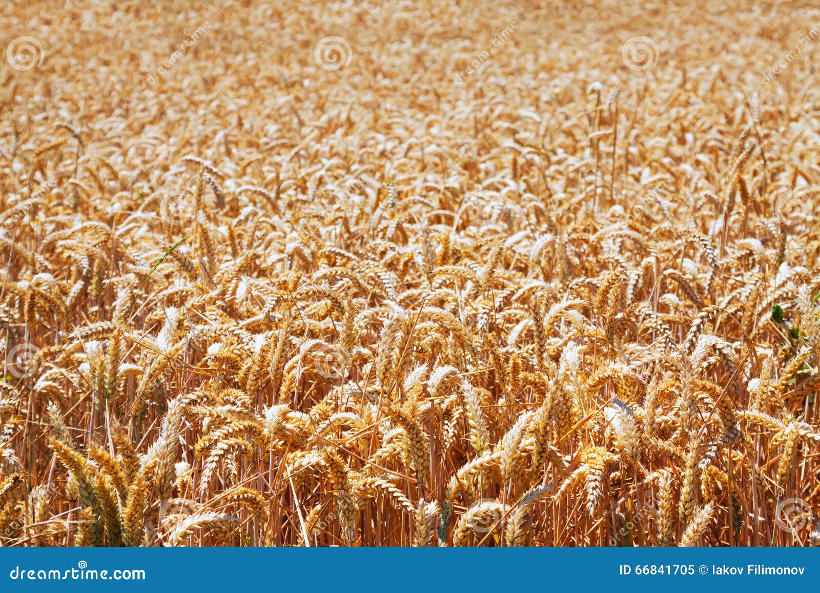 Campo de trigo imagen de archivo. Imagen de sunlight - 66841705