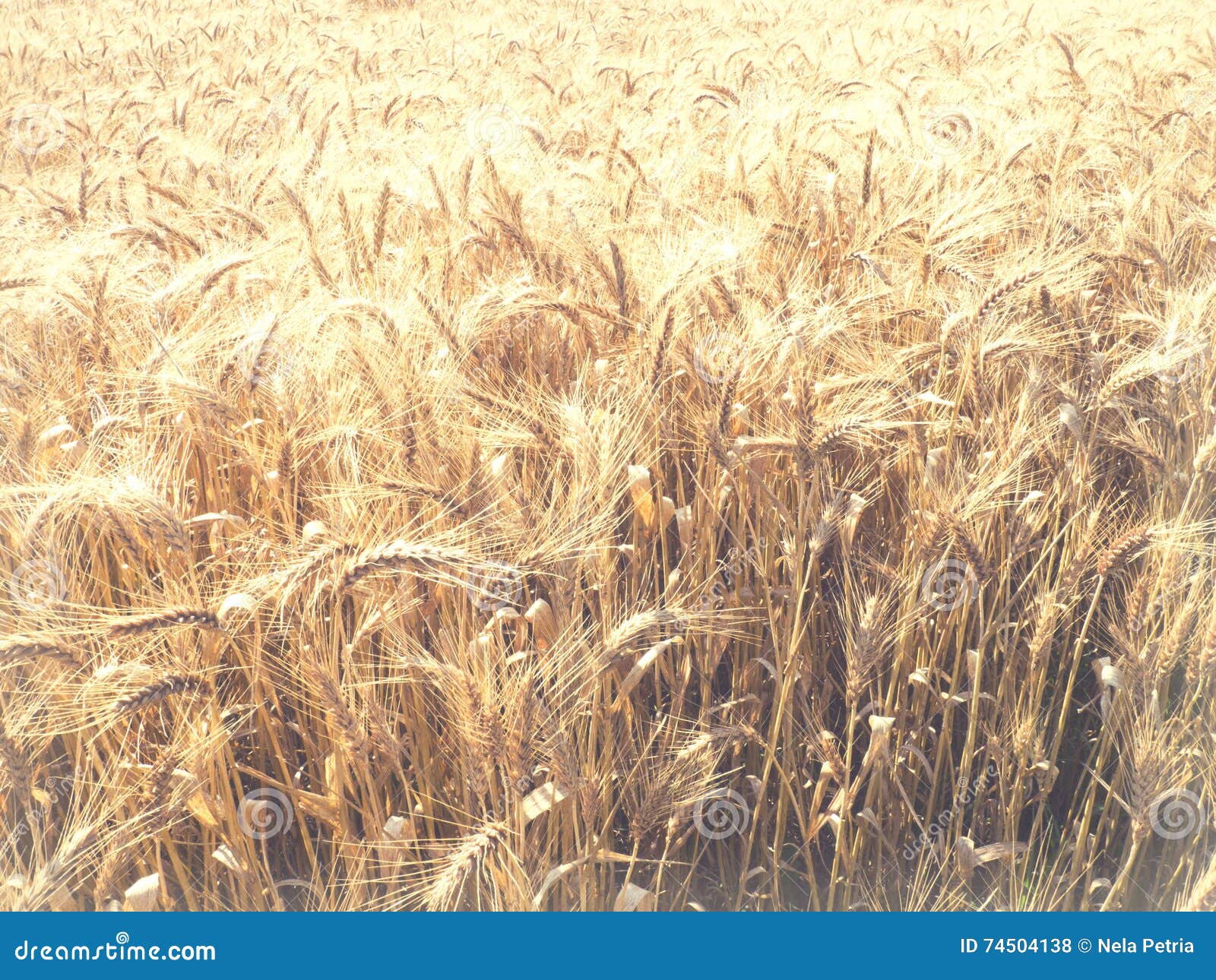 Campo de trigo foto de archivo. Imagen de cubo, grano - 74504138