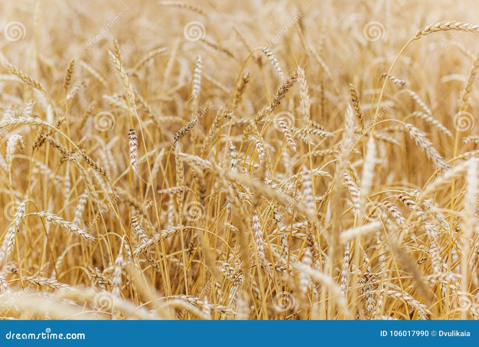 Campo de trigo amarillo foto de archivo. Imagen de cebada - 106017990