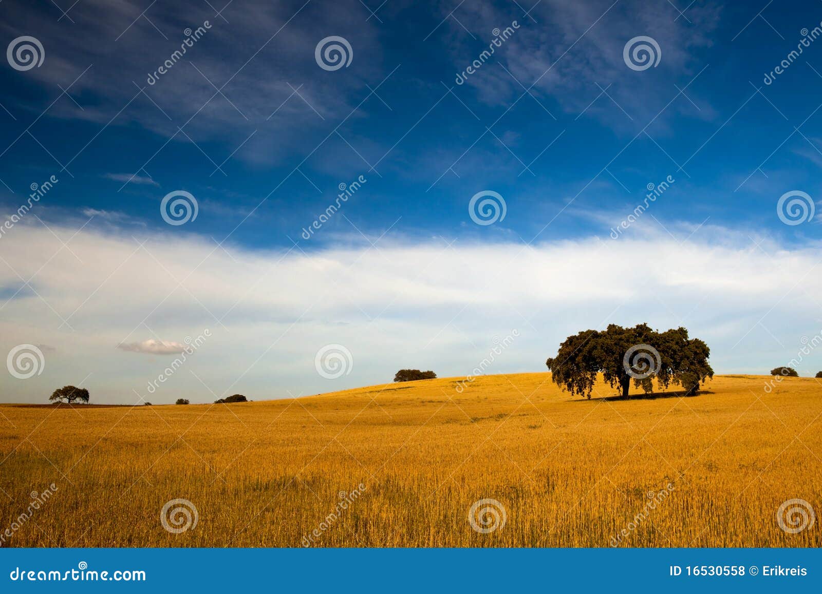Campo de trigo amarillo foto de archivo. Imagen de hermoso - 16530558