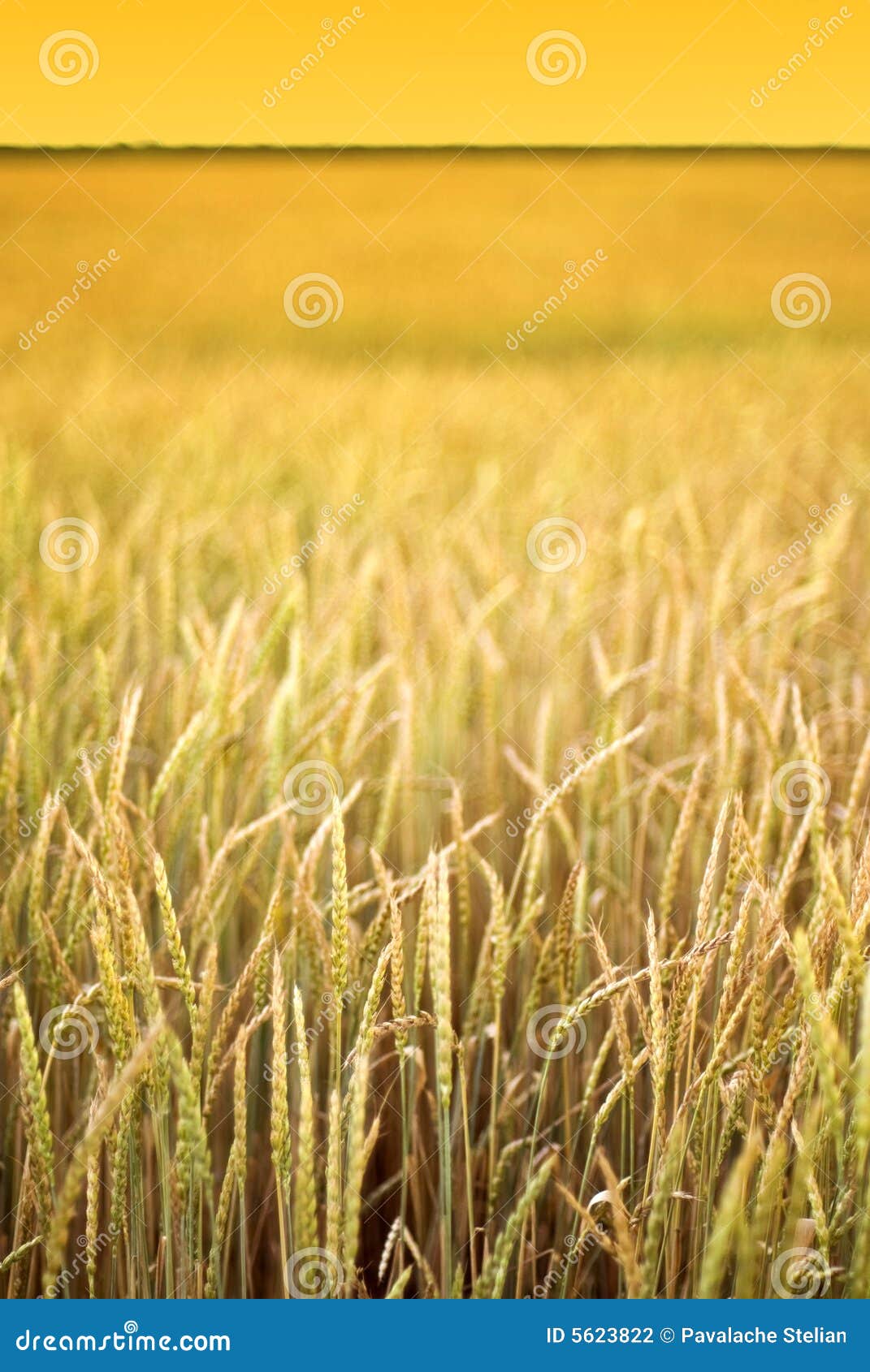Campo de trigo amarillo foto de archivo. Imagen de crezca - 5623822