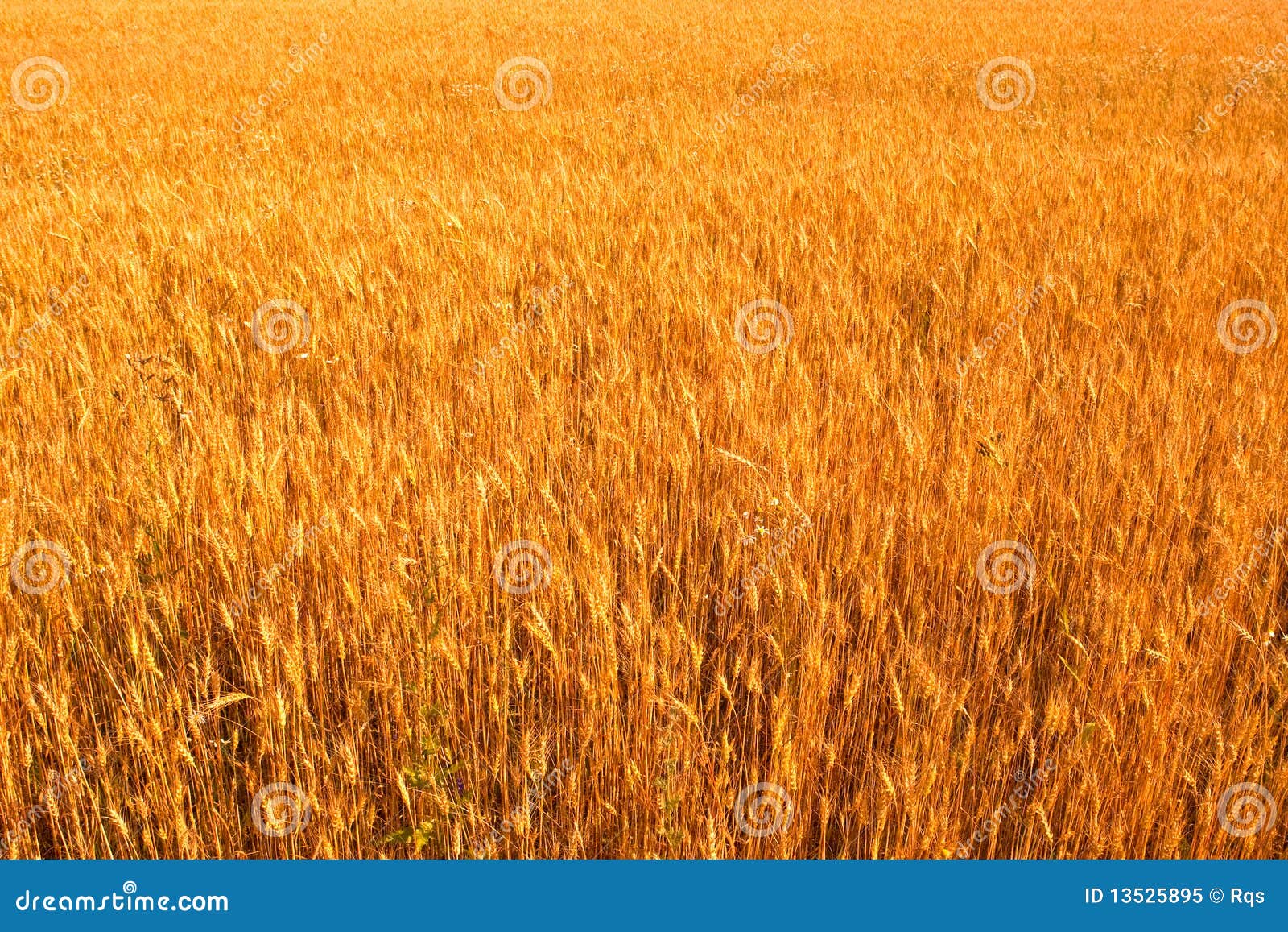 Campo De Trigo Amarillo Aislado Imagen de archivo - Imagen de planta ...