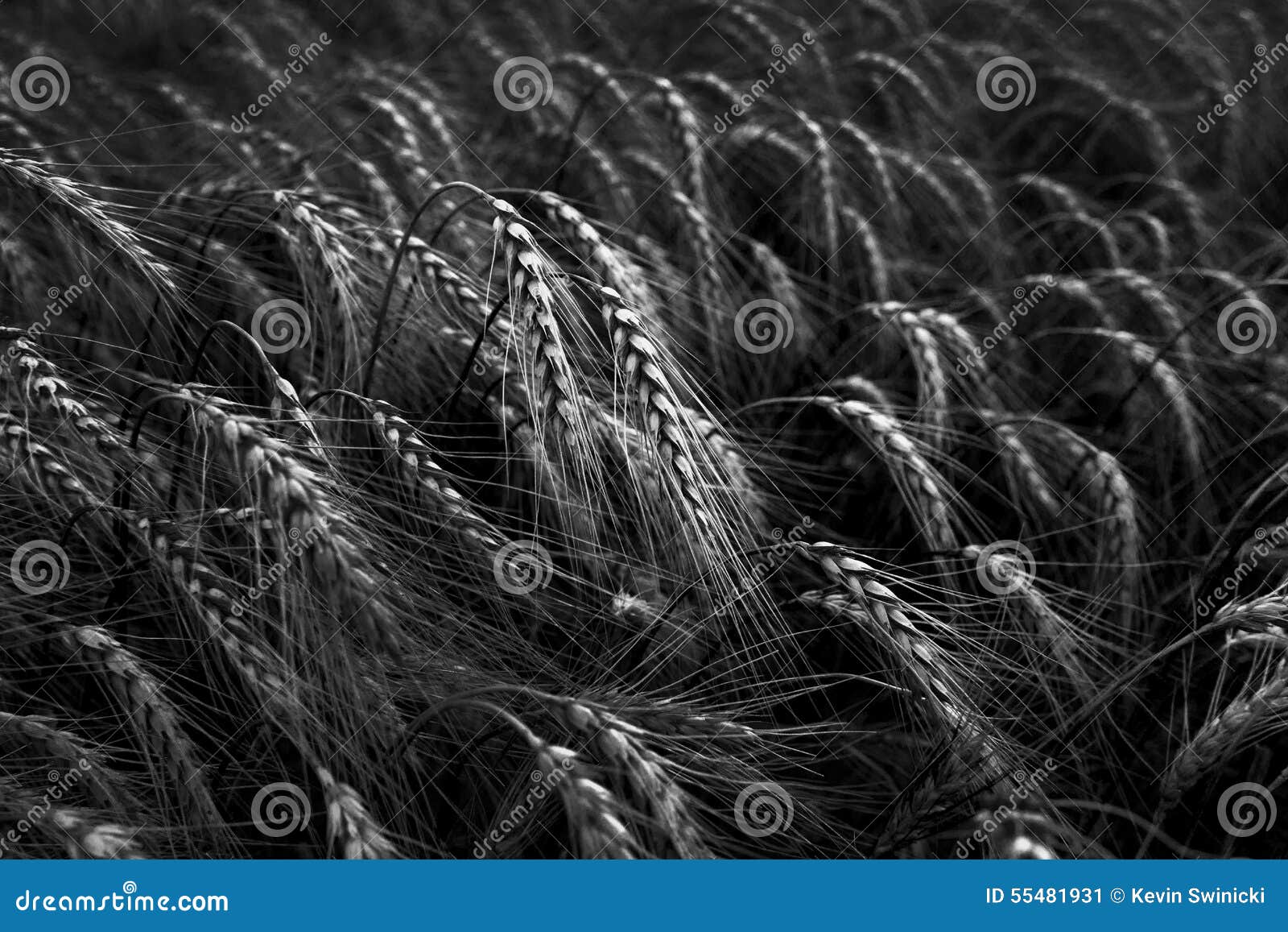 Campo De Trigo Blanco Y Negro Imagen de archivo - Imagen de centeno ...