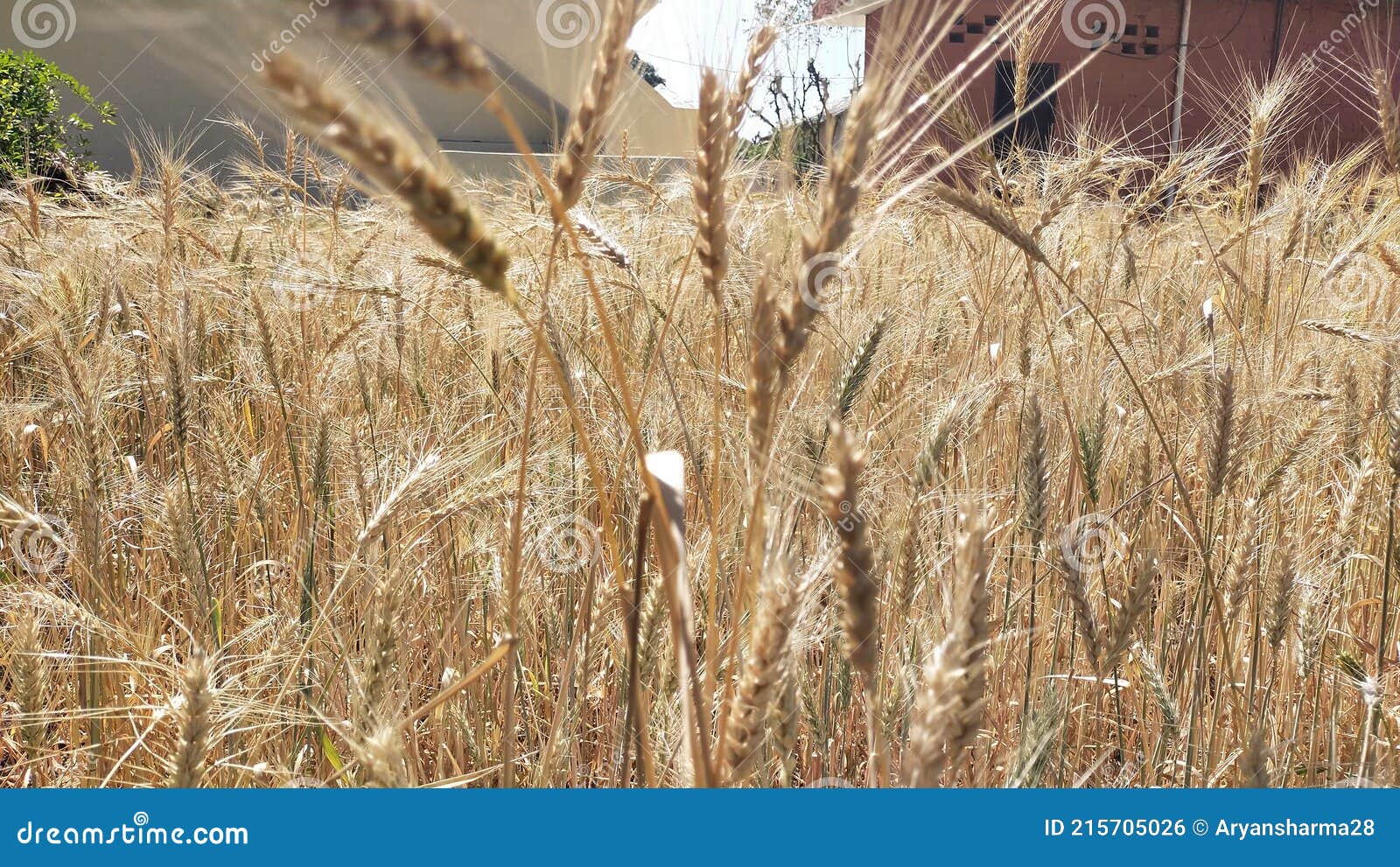 Campo De Trigo Color Amarillo Dorado Foto de archivo - Imagen de suelo ...