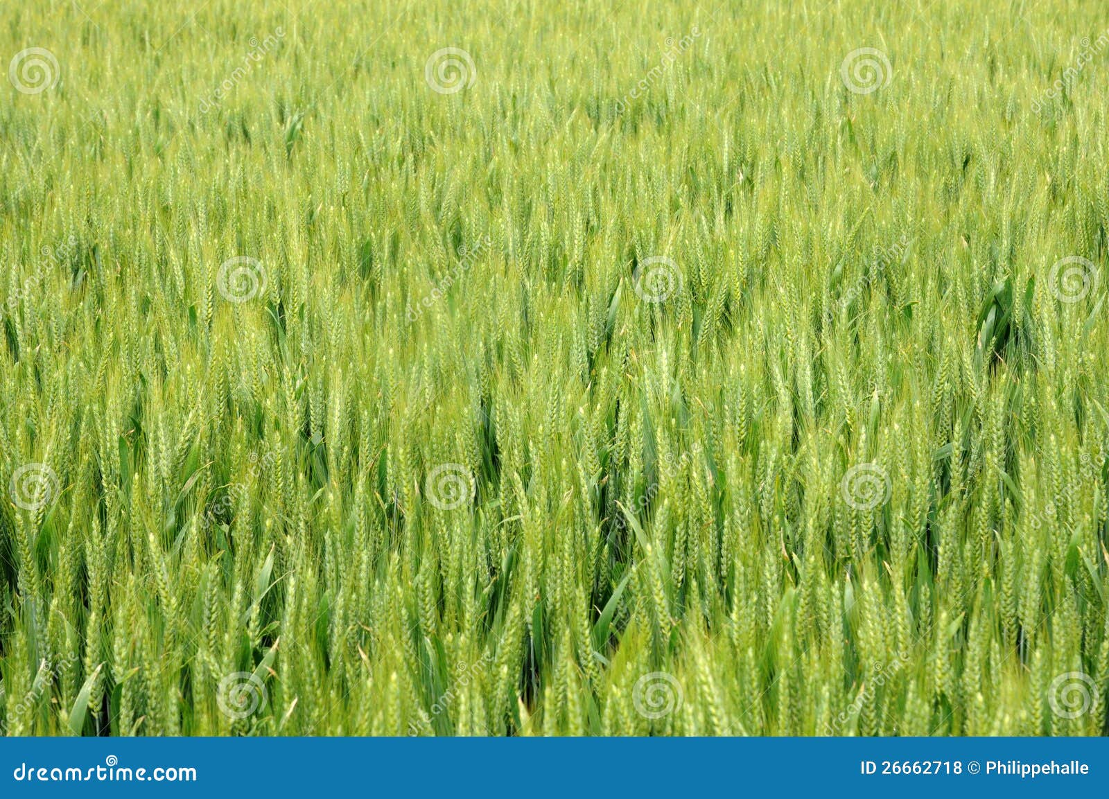 Campo de trigo en Francia foto de archivo. Imagen de verde - 26662718