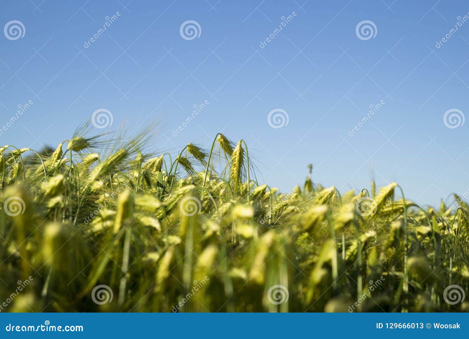 Campo De Trigo Verde-amarillo Del Color Imagen de archivo - Imagen de ...