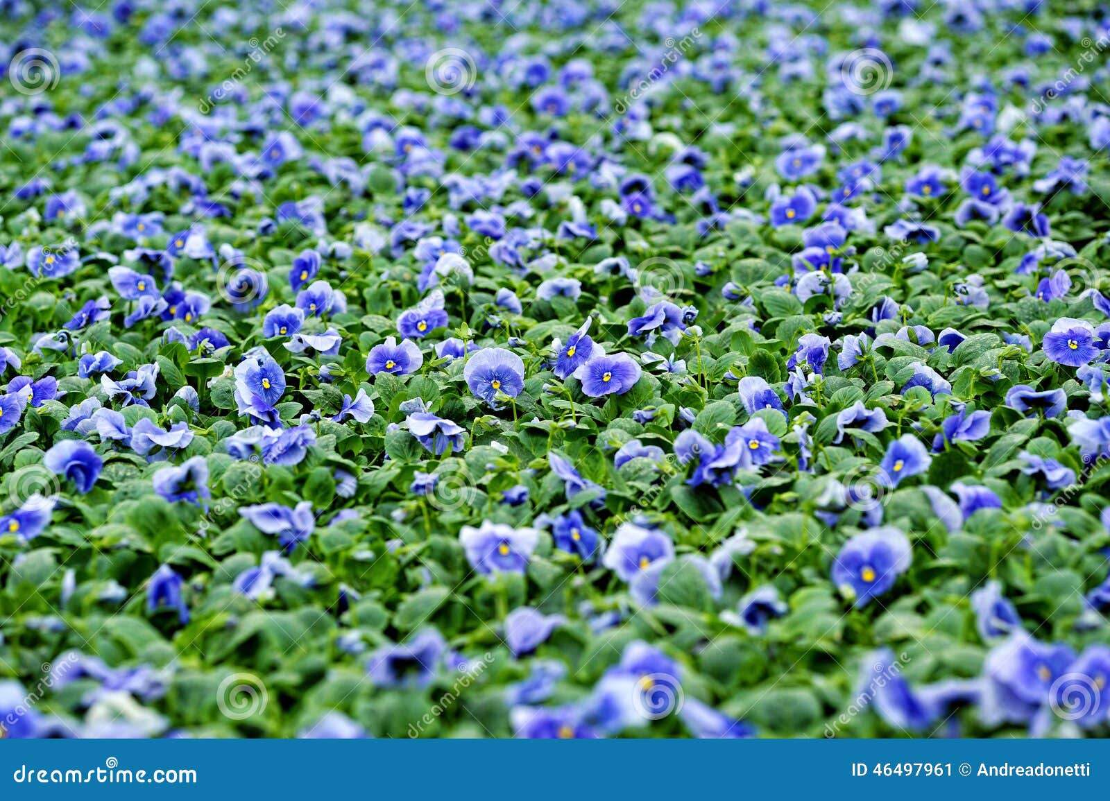 Campo De Violetas Azules Coloridas Imagen de archivo - Imagen de flores ...