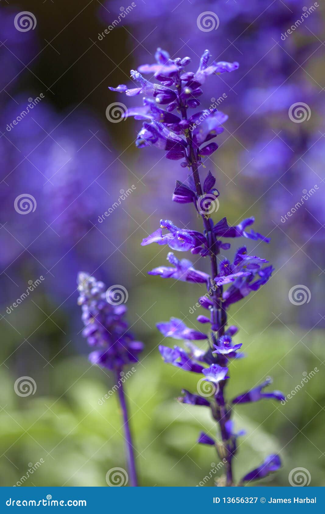 Campo dei fiori viola immagine stock. Immagine di estate - 13656327