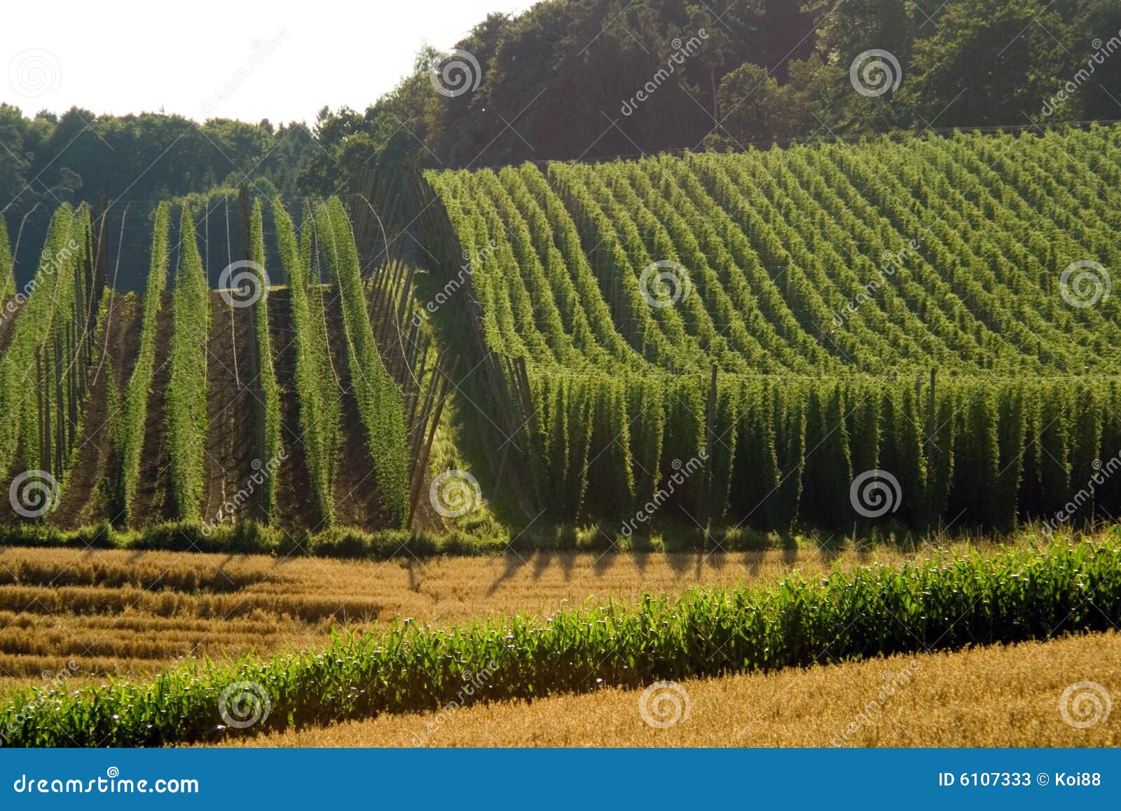Campo dei luppoli immagine stock. Immagine di utile, baviera - 6107333