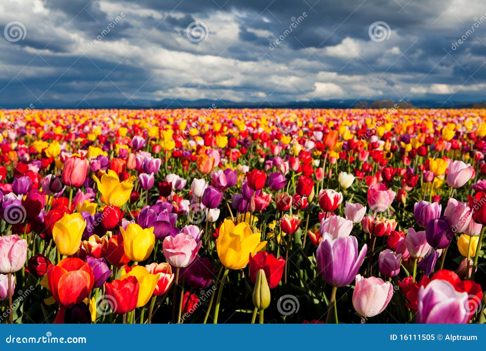 Campo Dei Tulipani Variopinti in Primavera Immagine Stock - Immagine di ...