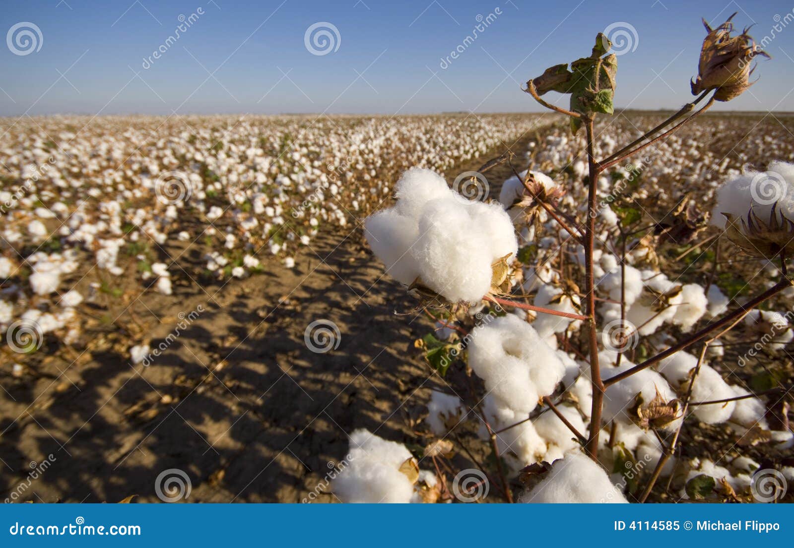 Campo Del Cotone Alla Raccolta Immagine Stock - Immagine di pianta ...