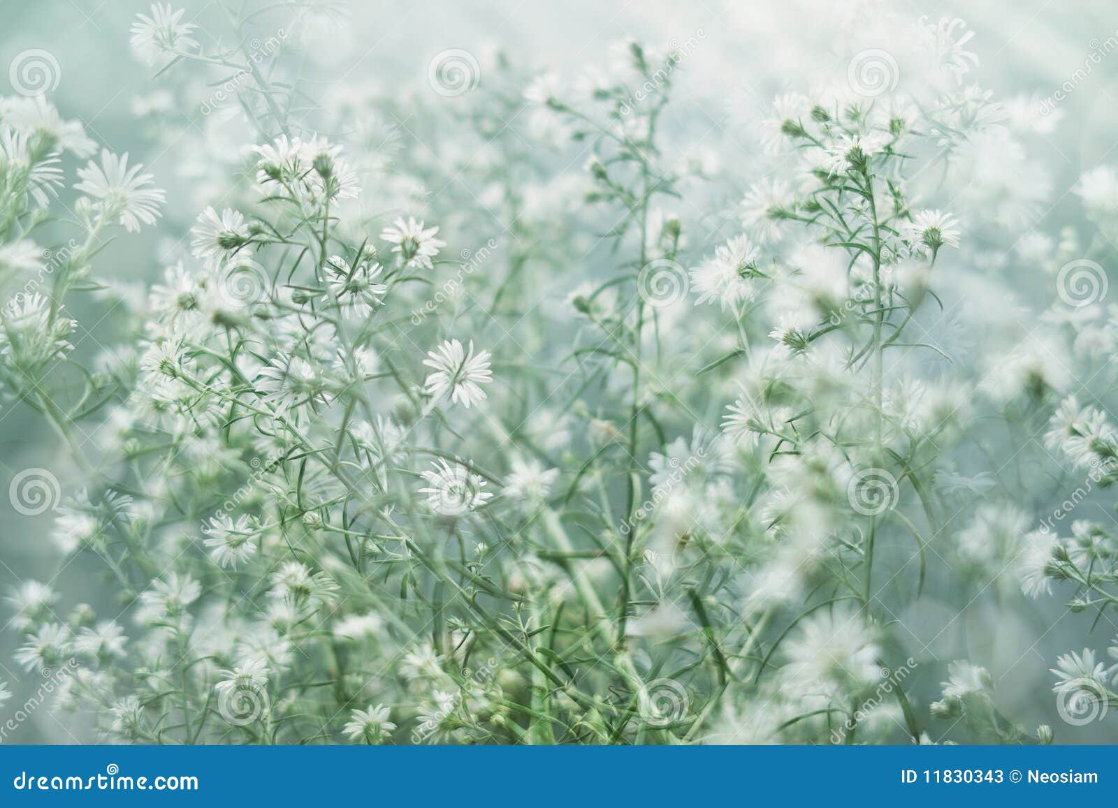 Campo del fiore immagine stock. Immagine di bellezza - 11830343