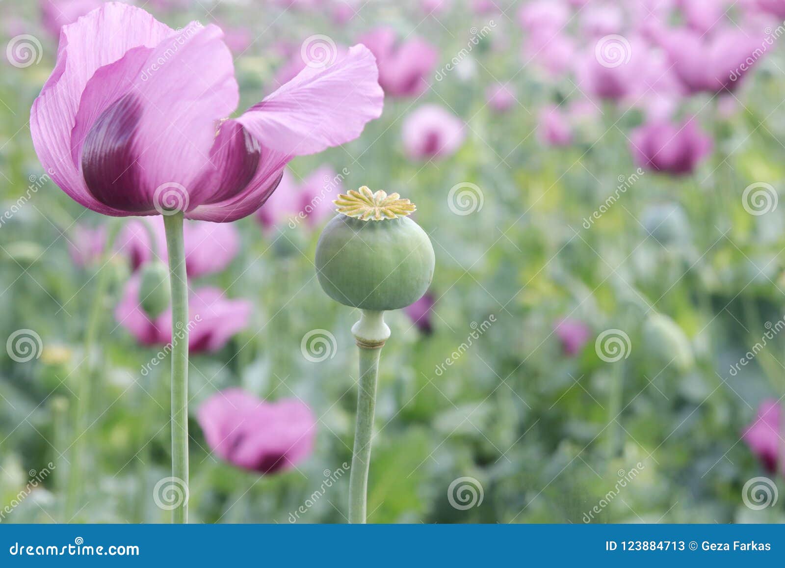 Campo Del Papavero Da Oppio Rosa Immagine Stock - Immagine di testa ...