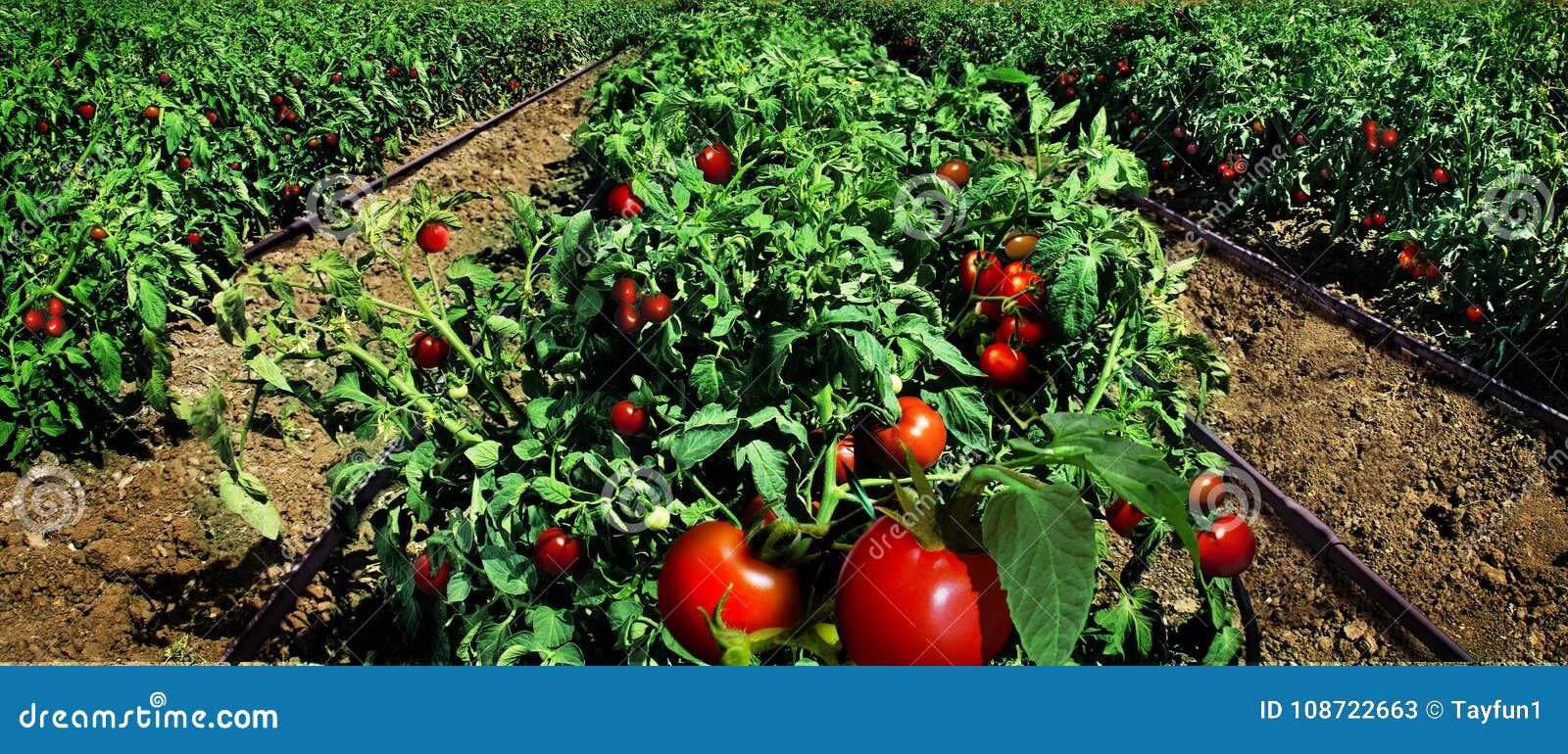 Campo Del Tomate Listo Para La Cosecha Imagen de archivo - Imagen de ...