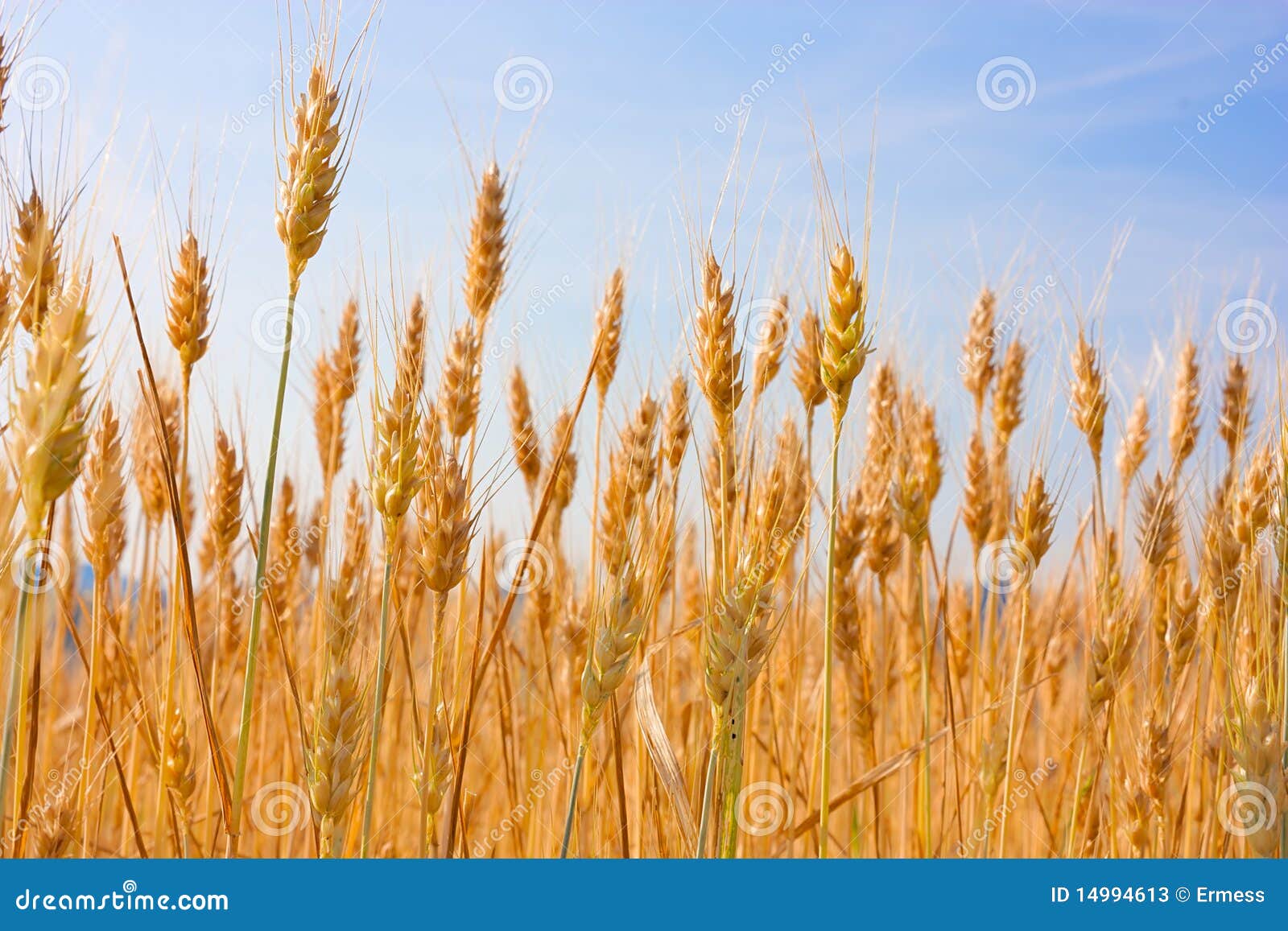 Campo del trigo imagen de archivo. Imagen de trigo, crezca - 14994613