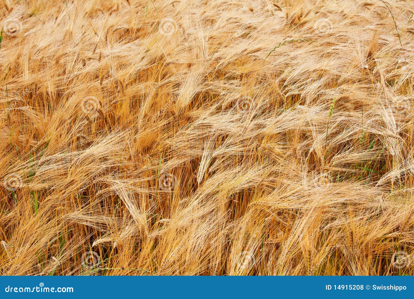 Campo dell'orzo fotografia stock. Immagine di agricolo - 14915208