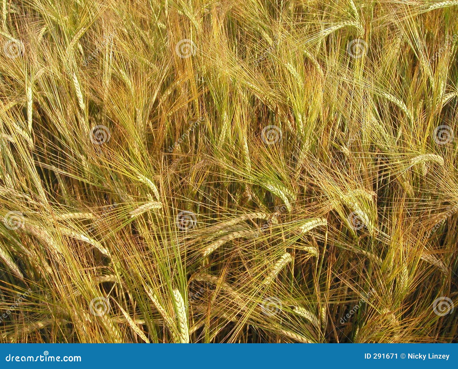 Campo dell'orzo immagine stock. Immagine di piantato, ventoso - 291671